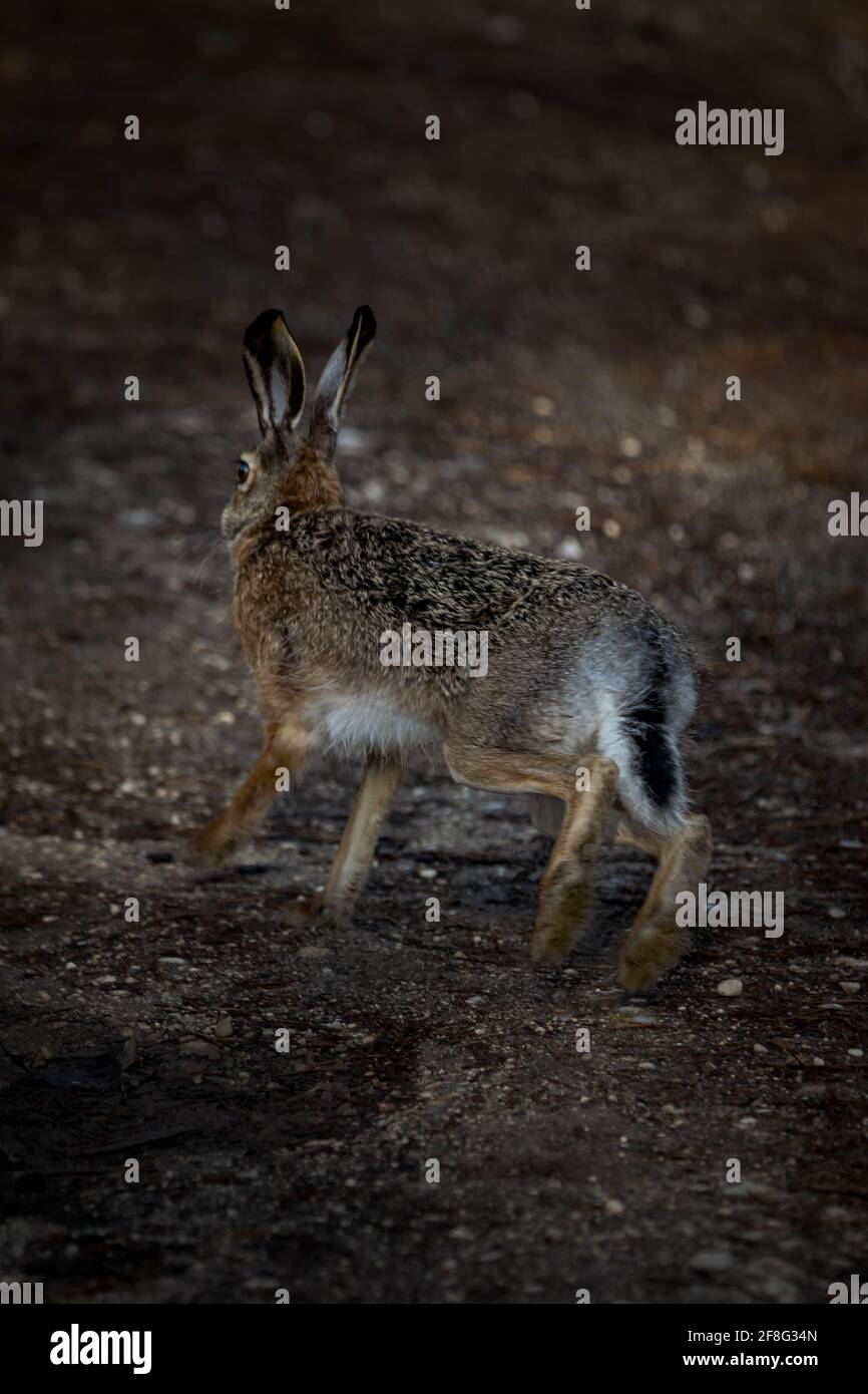 Wild rabbit in nature Stock Photo - Alamy