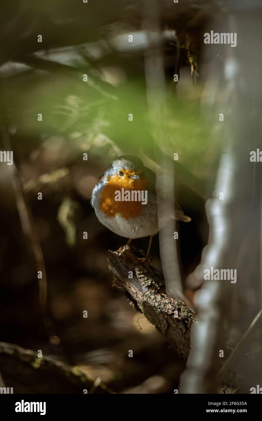 Colorful bird in nature hi-res stock photography and images - Alamy