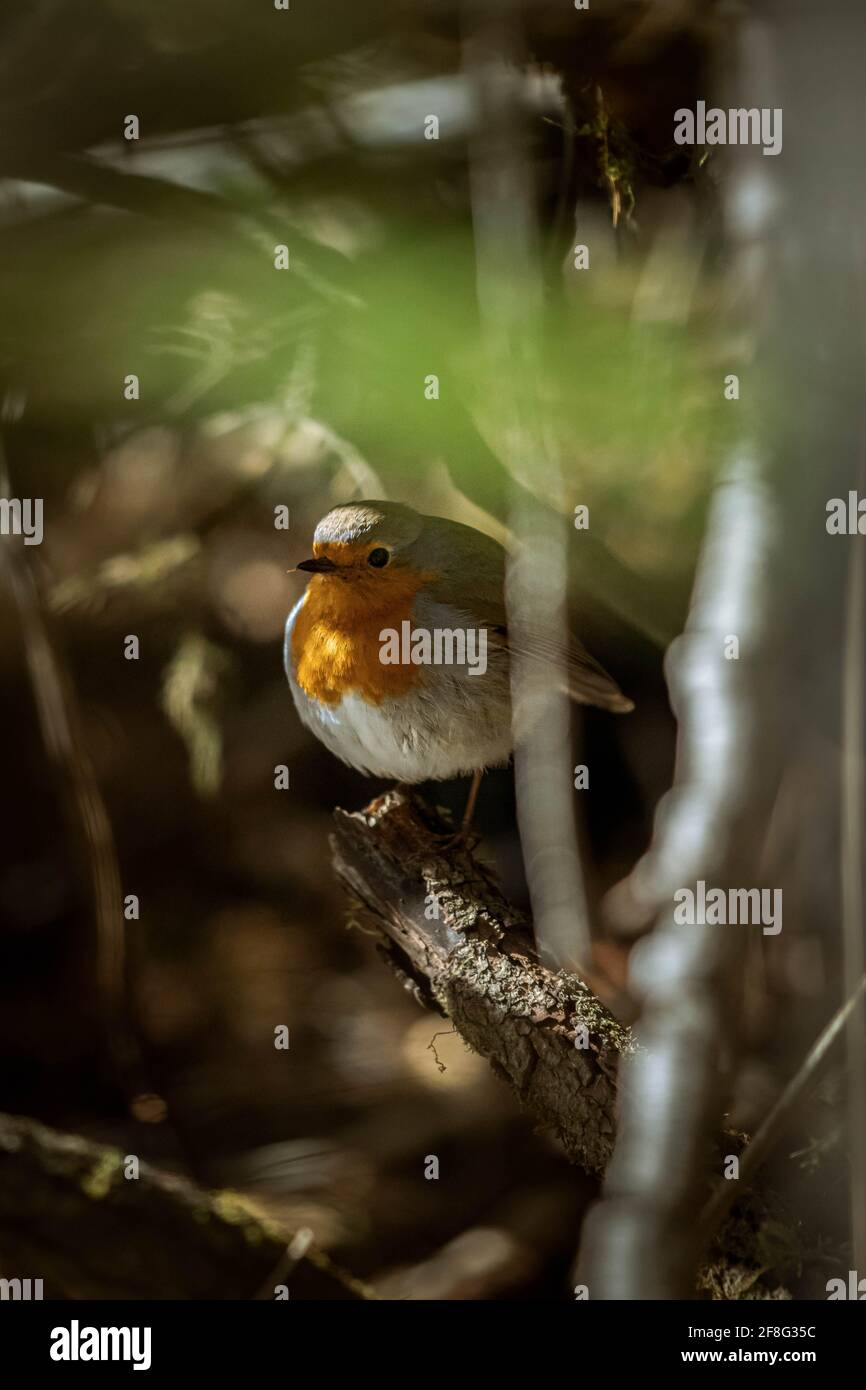 Small colorful bird hi-res stock photography and images - Alamy
