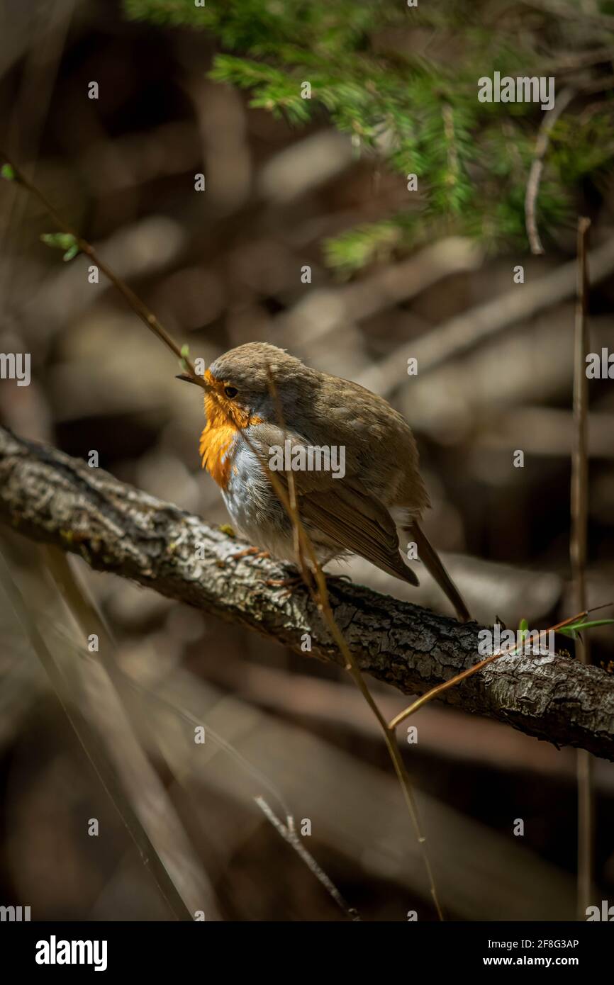 Small colorful bird in nature Stock Photo - Alamy