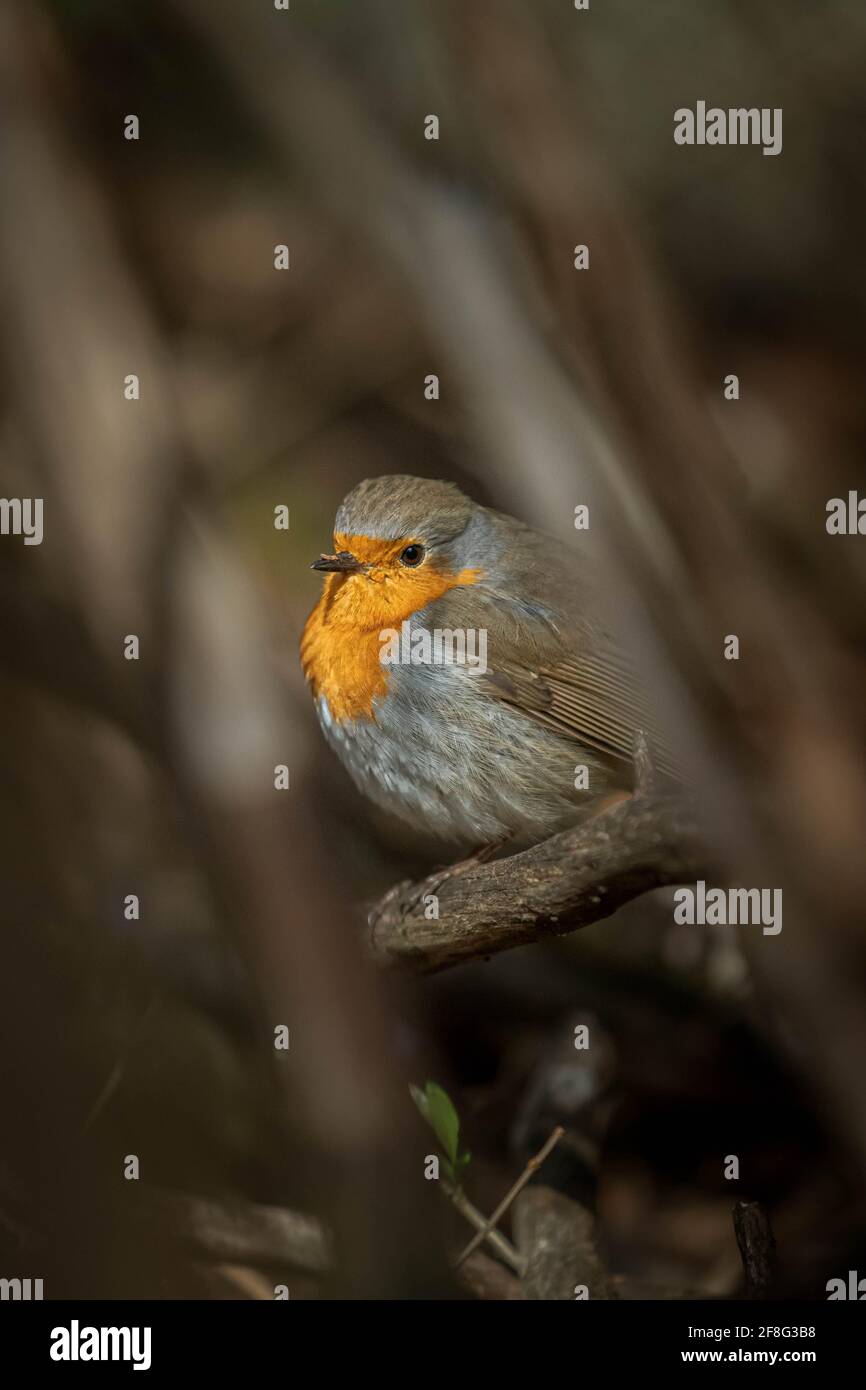 Small colorful bird in nature Stock Photo - Alamy