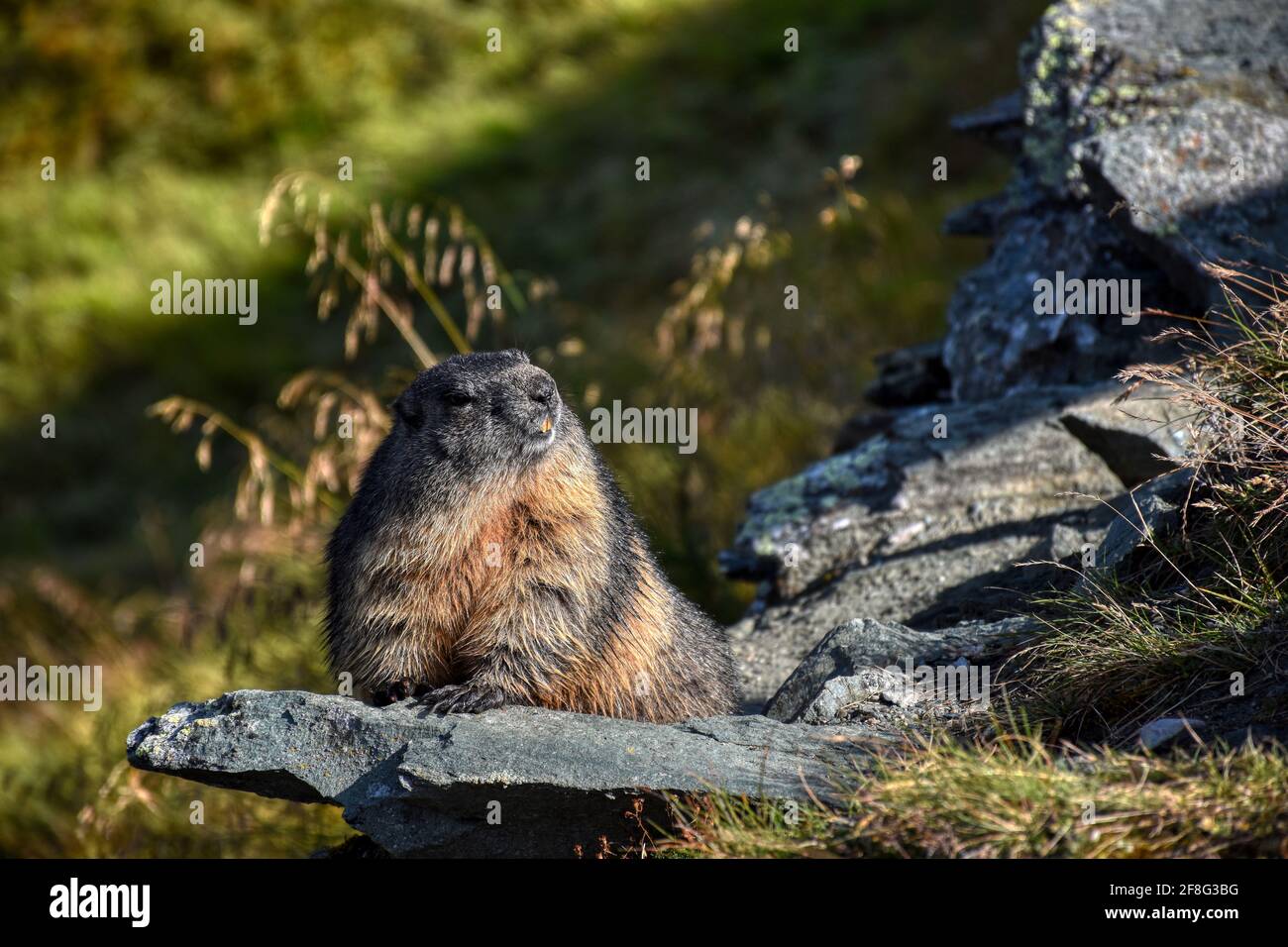 Murmeltier, Murmeltiere, putzig, Munggen, Mankei, Erdhörnchen, Marmota ...