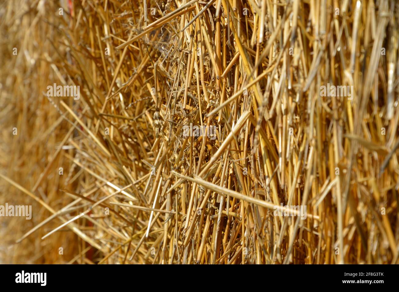 Golden hay background hi-res stock photography and images - Alamy
