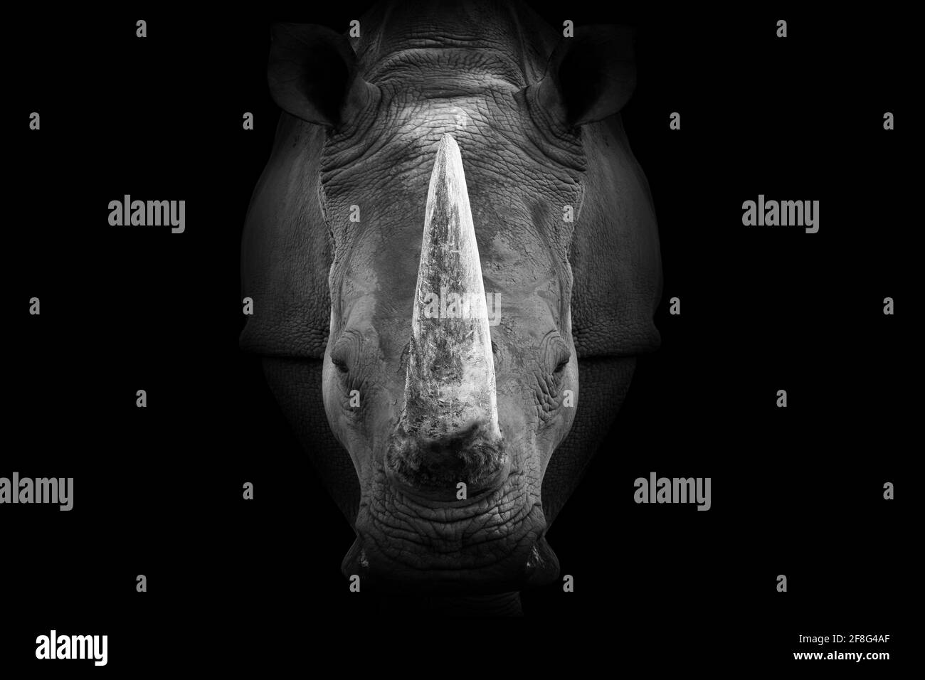 Rhinoceros , animal mammal Rhino , isolated Stock Photo - Alamy