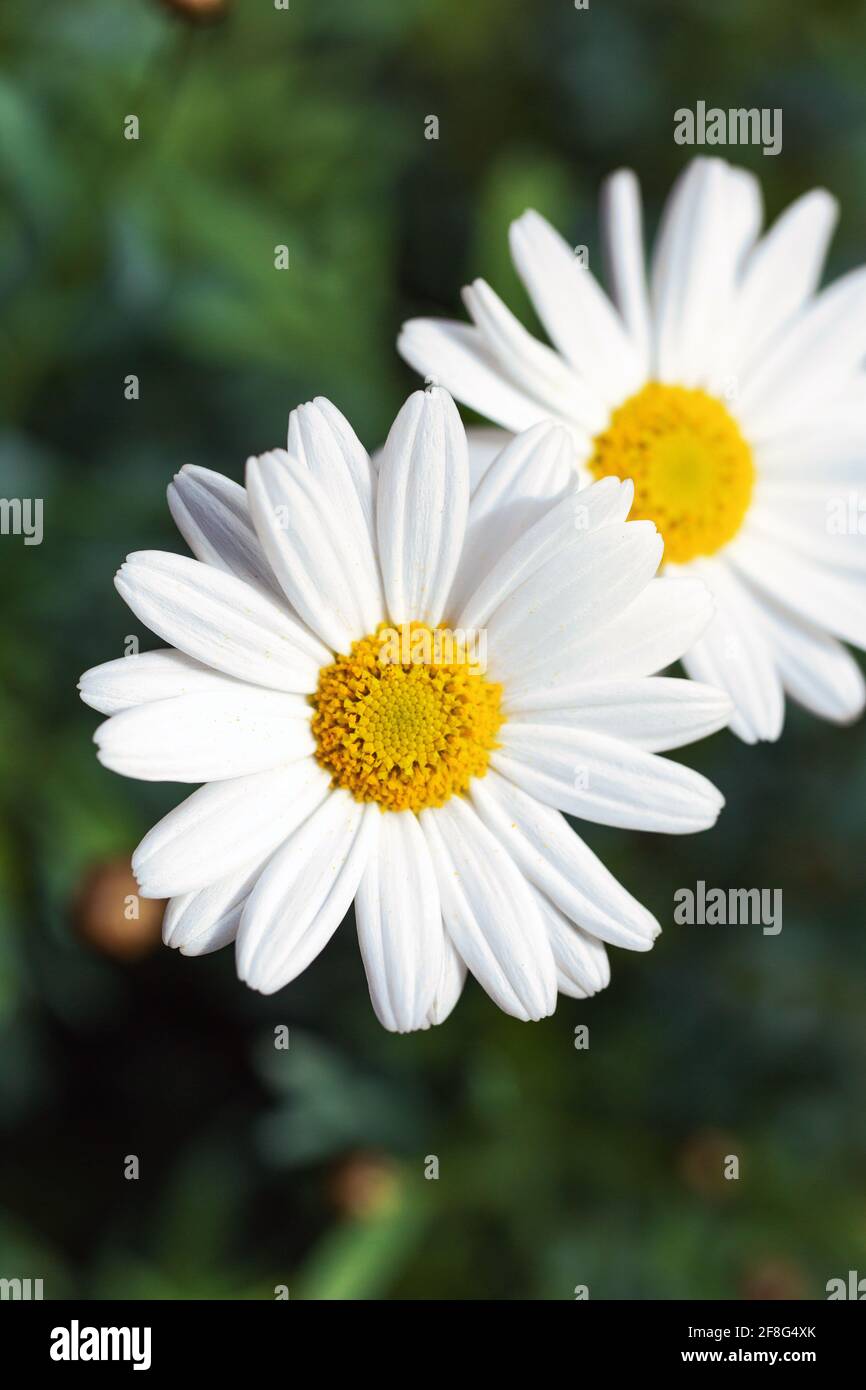White Daisy flowers, Chamomiles background top view, spring nature ...