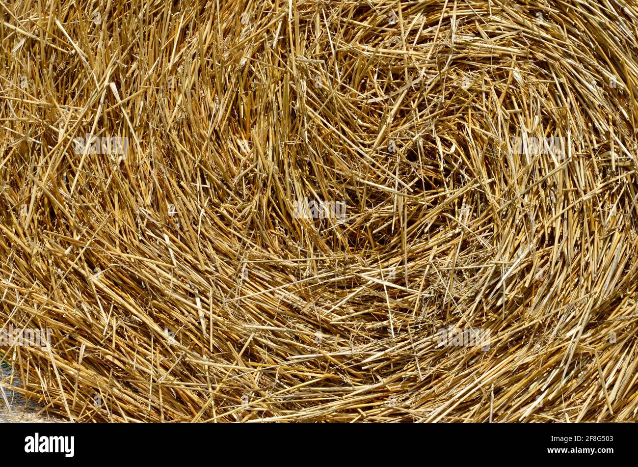Golden hay background hi-res stock photography and images - Alamy