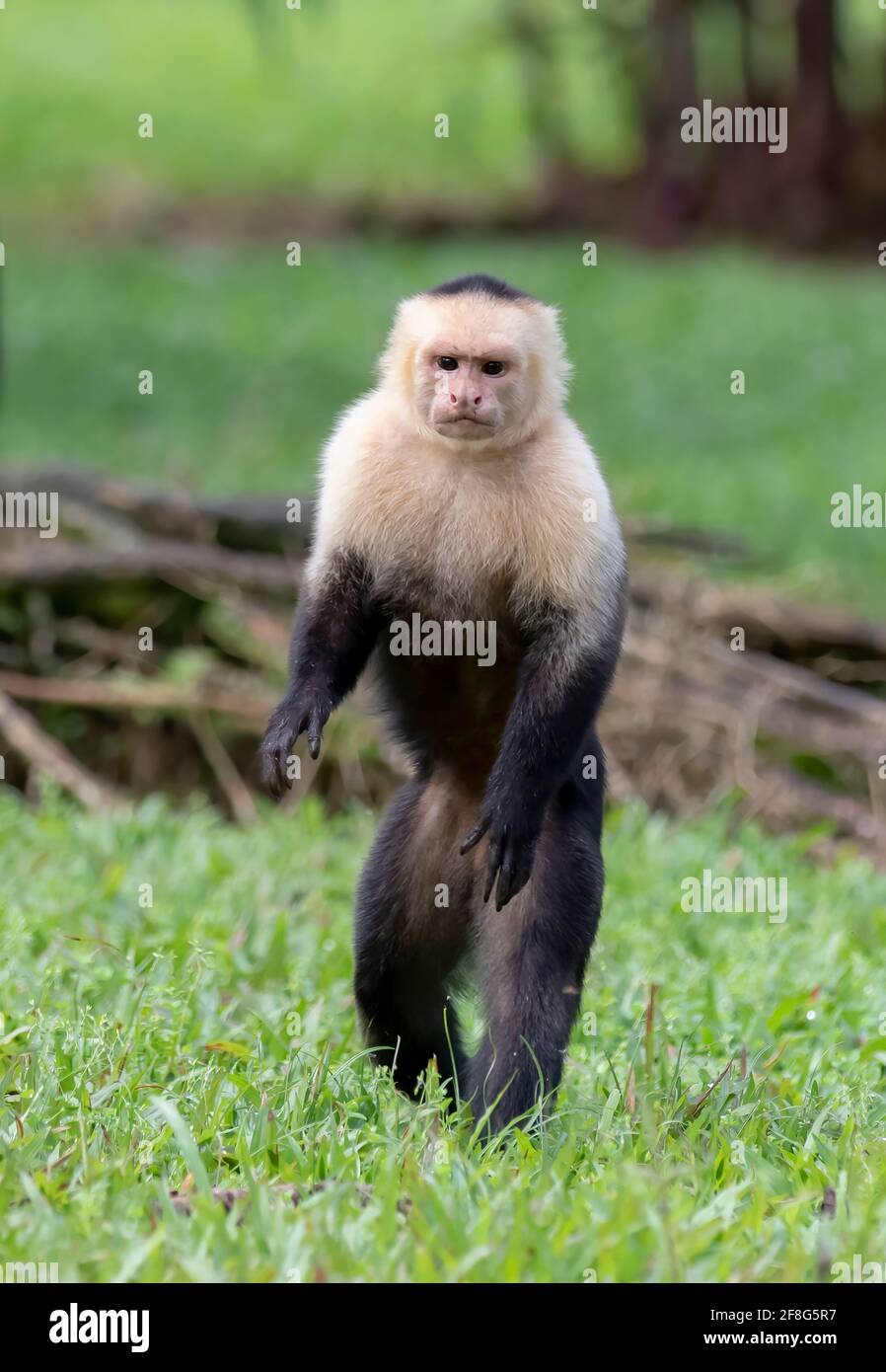 White-faced Capuchin monkey standing up and walking through the grass ...