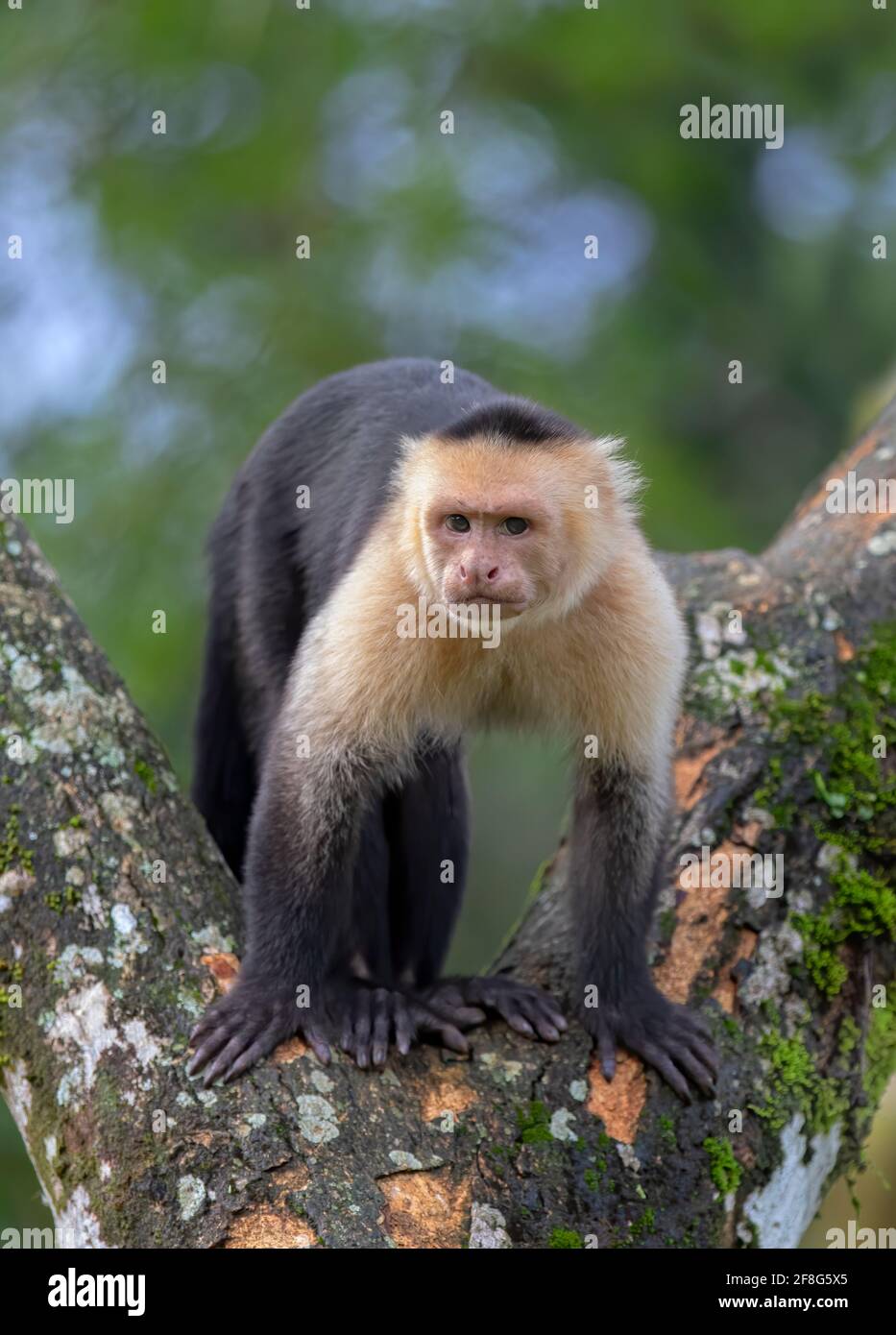 White-faced Capuchin monkey sitting on a branch in the tropical jungles ...