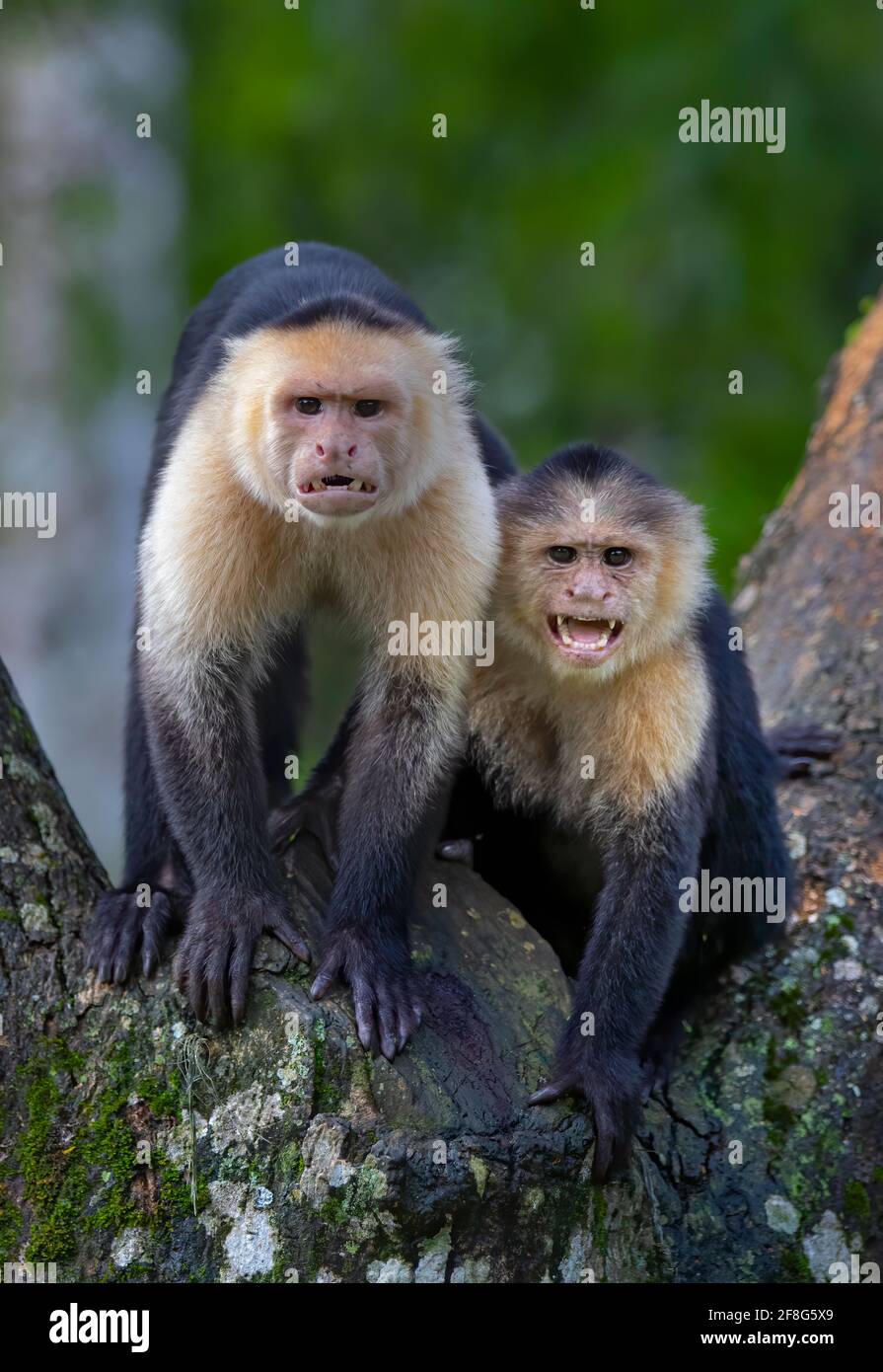 Two monkeys in the jungle hi-res stock photography and images - Alamy