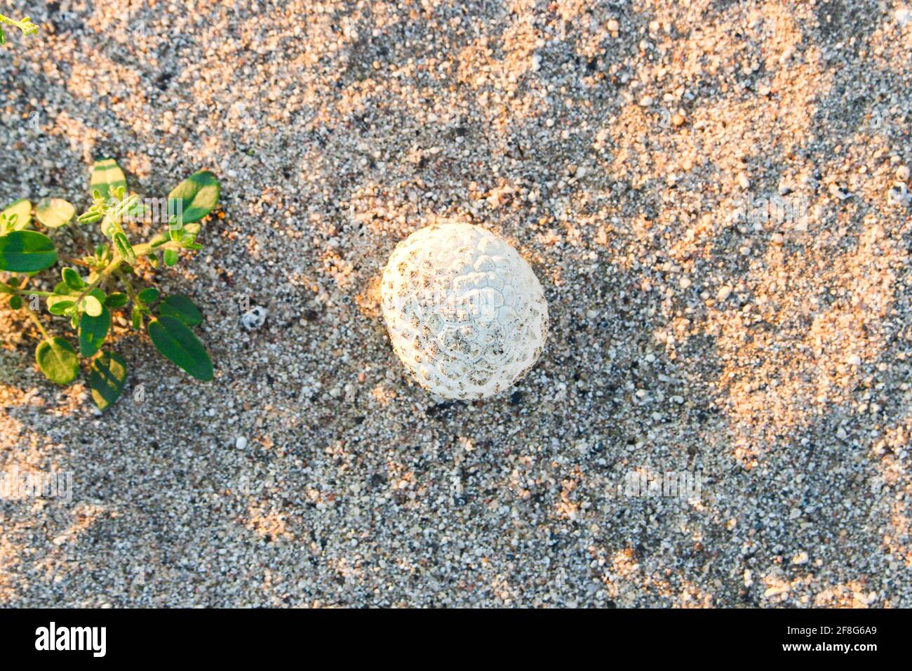 Saudi arabia date farm hi-res stock photography and images - Alamy