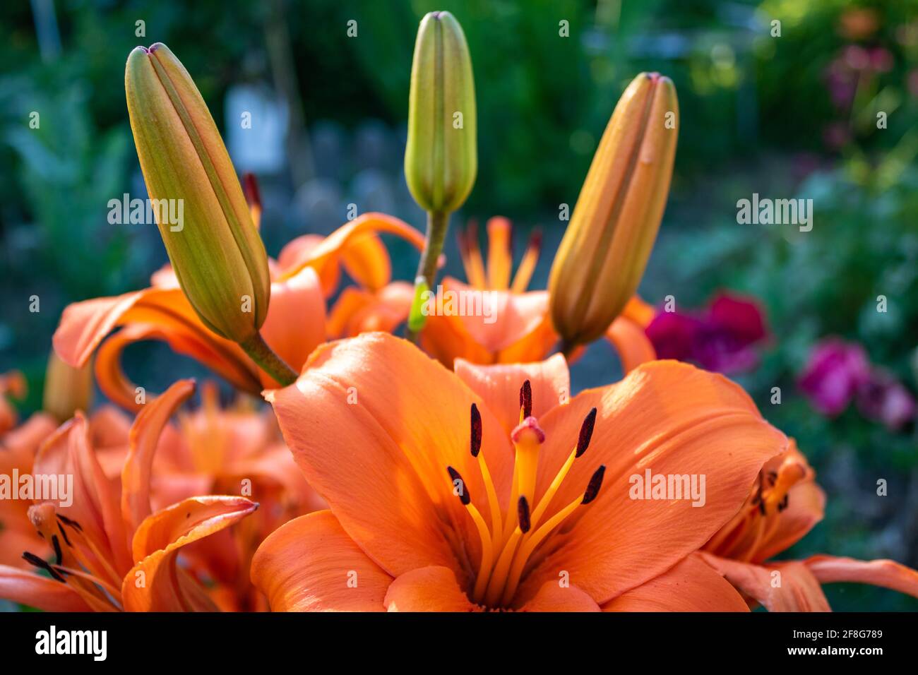 Beautiful Orange Lily (Lilium bulbiferum) with open and closed blossoms ...