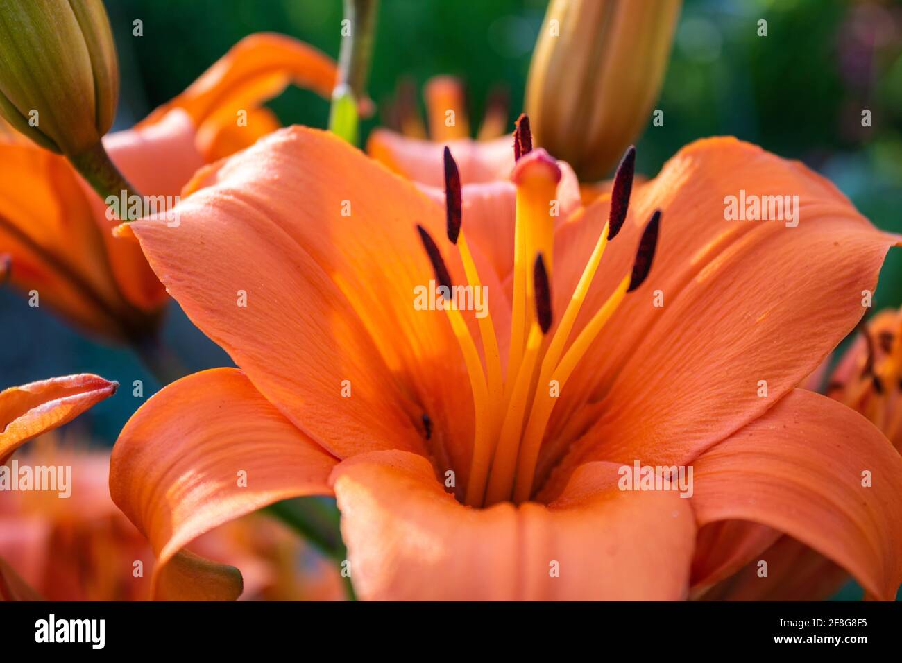 Beautiful Orange Lily (Lilium bulbiferum) with wide open flower, close ...