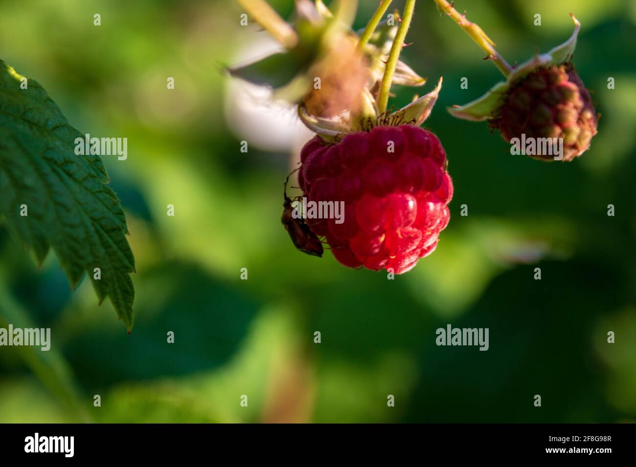 Close-up of a ripe red raspberry (Rubus idaeus) with a bug on the fruit ...