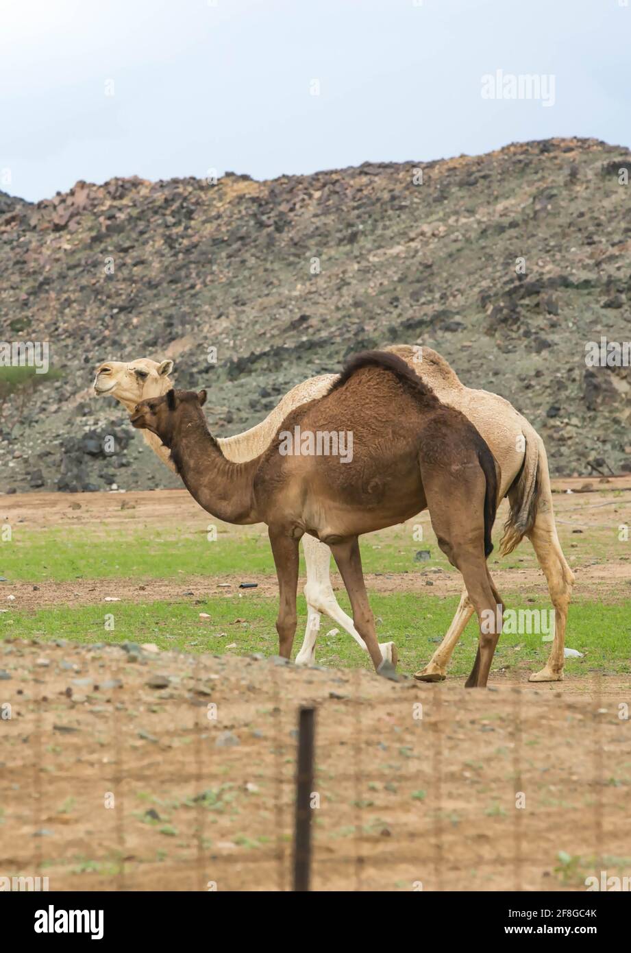 camels feeding in saudi arabian desert Stock Photo - Alamy