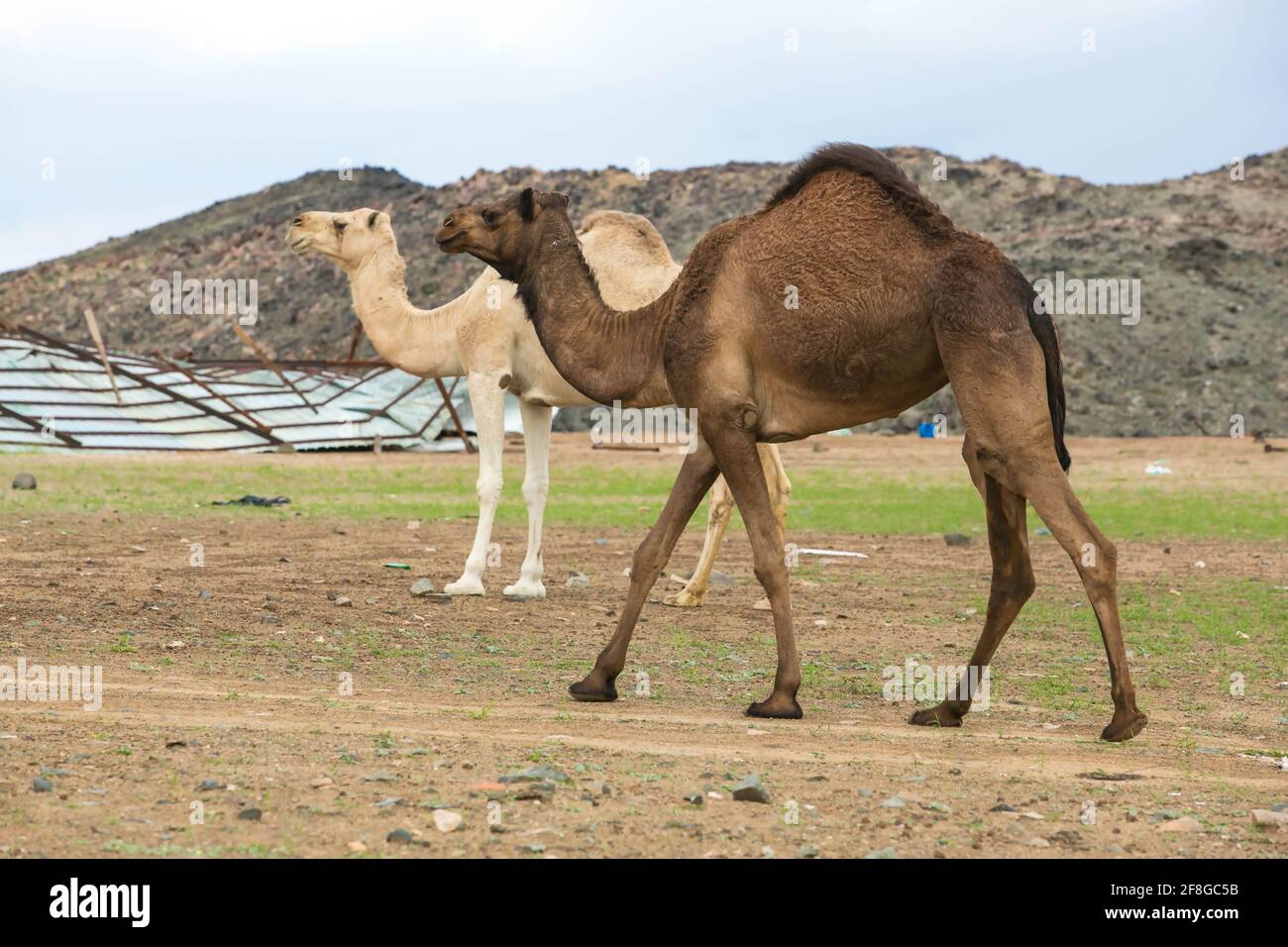 camels feeding in saudi arabian desert Stock Photo - Alamy