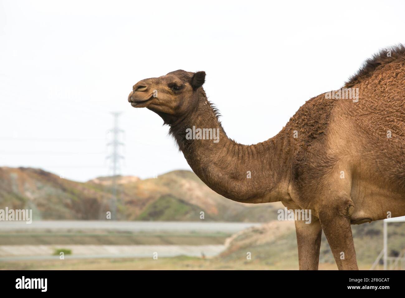 camels feeding in saudi arabian desert Stock Photo - Alamy