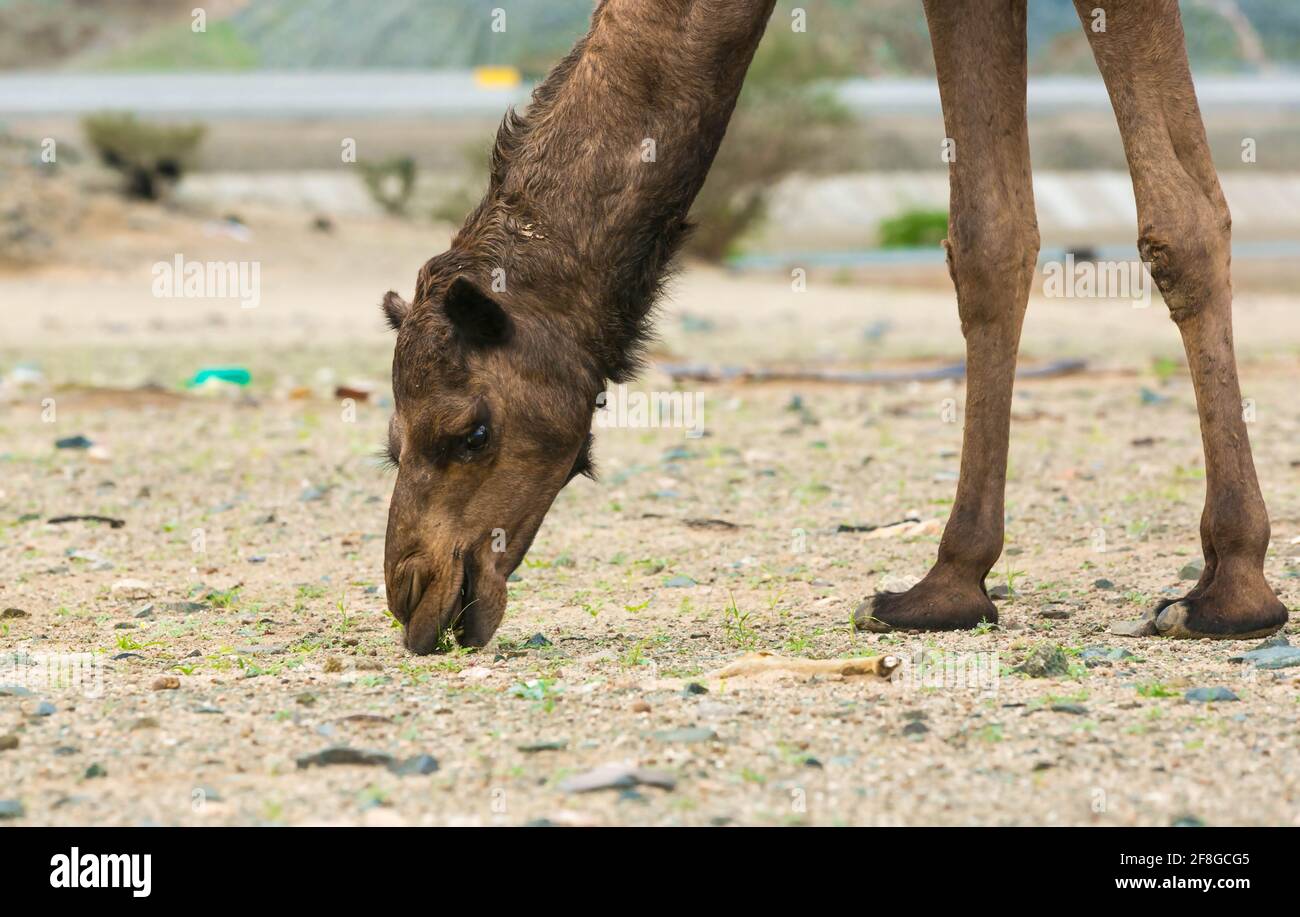 camels feeding in saudi arabian desert Stock Photo - Alamy