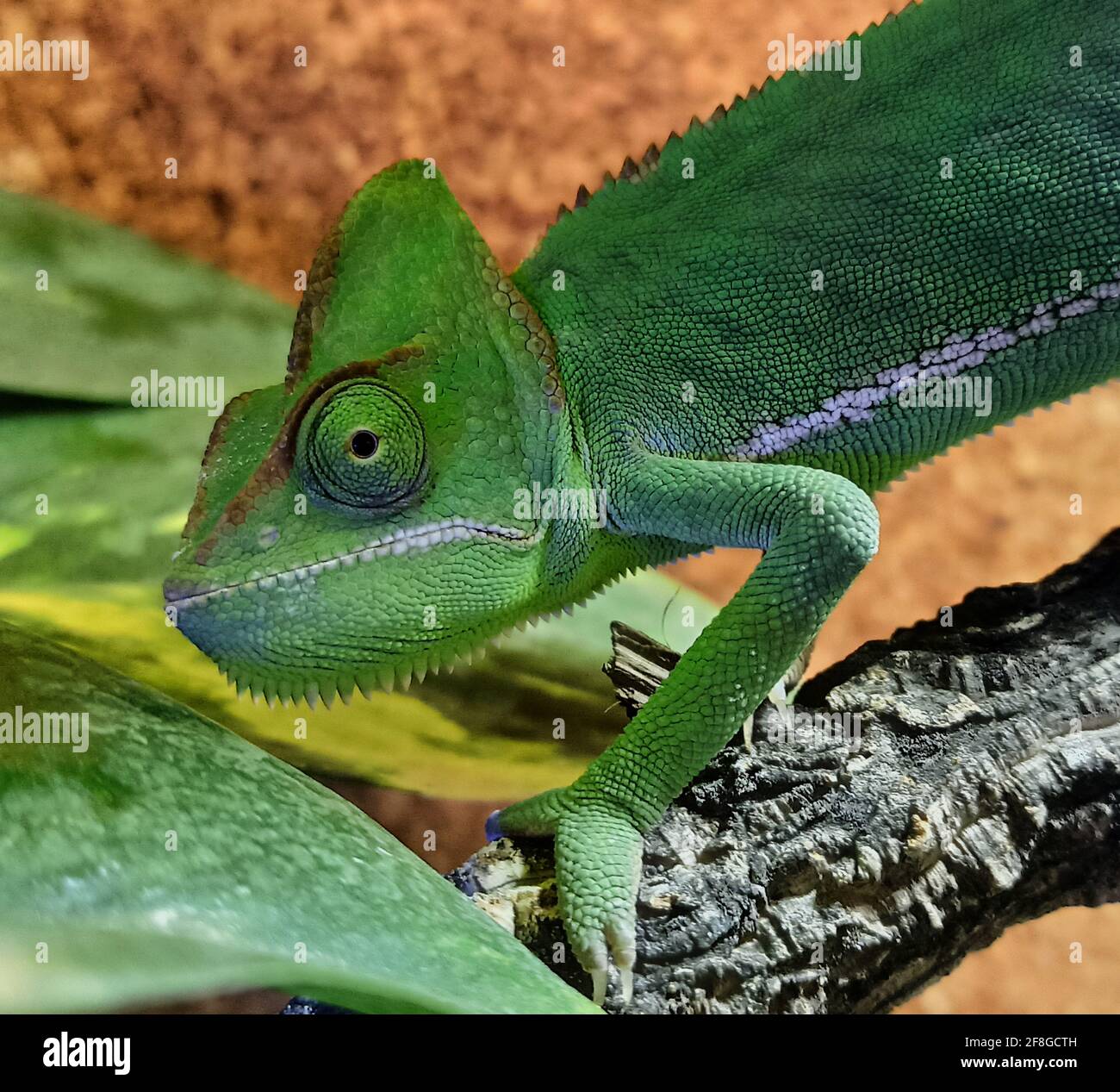 chameleon climbing on a stick Stock Photo - Alamy