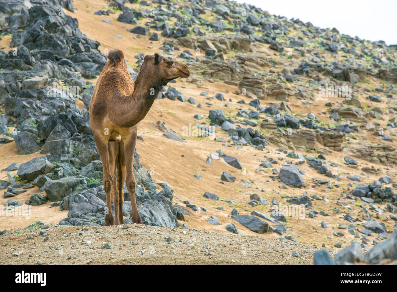 camels feeding in saudi arabian desert Stock Photo - Alamy