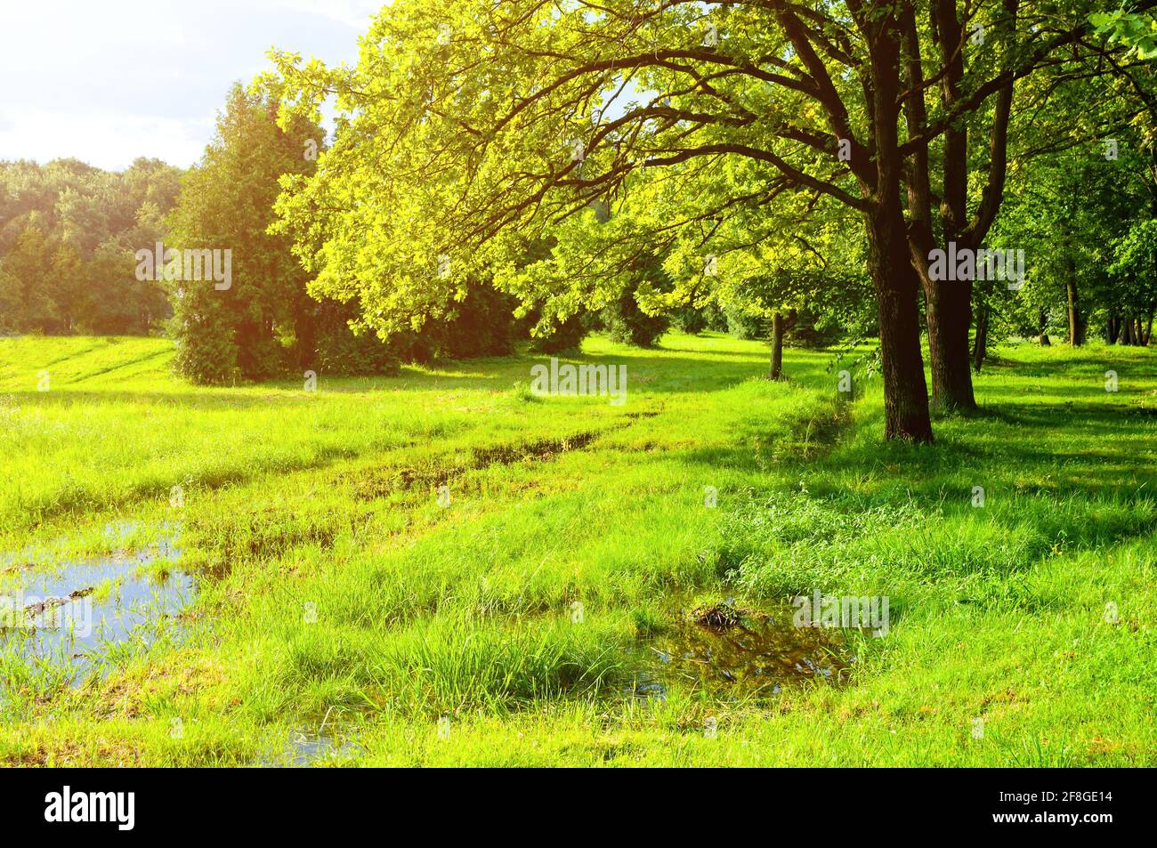 Spring landscape in sunny weather. Green trees and flooded spring lawn ...