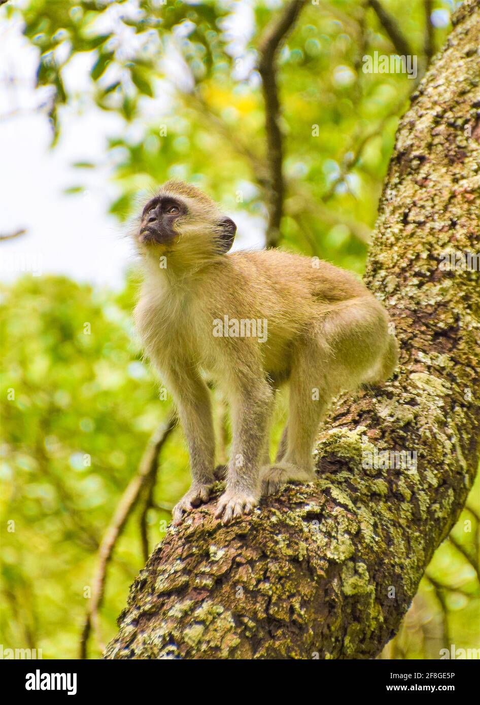 A vervet monkey in a tree in a national park in Zimbabwe Stock Photo ...