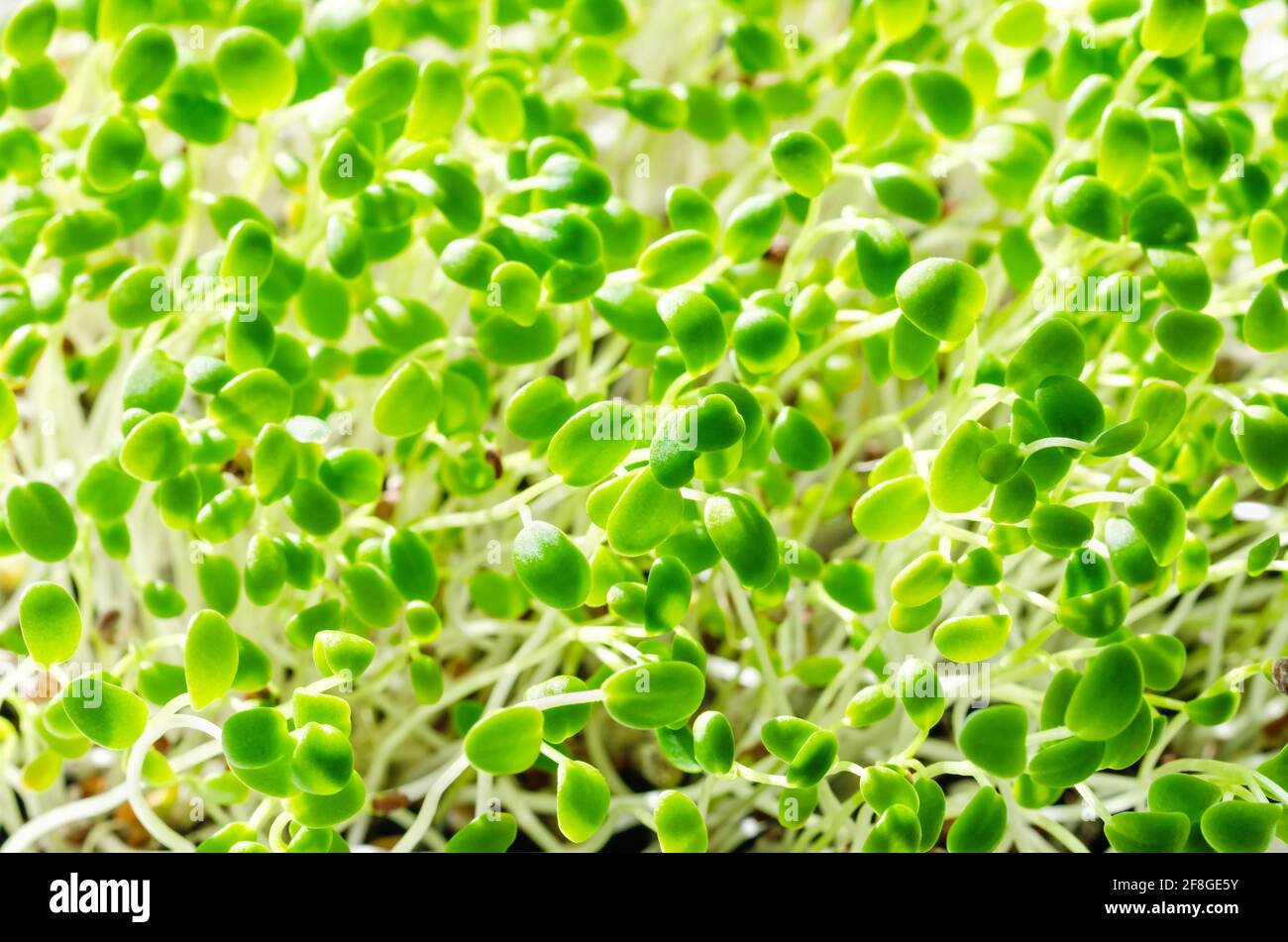 Growing micro greens fresh italian hi-res stock photography and images ...