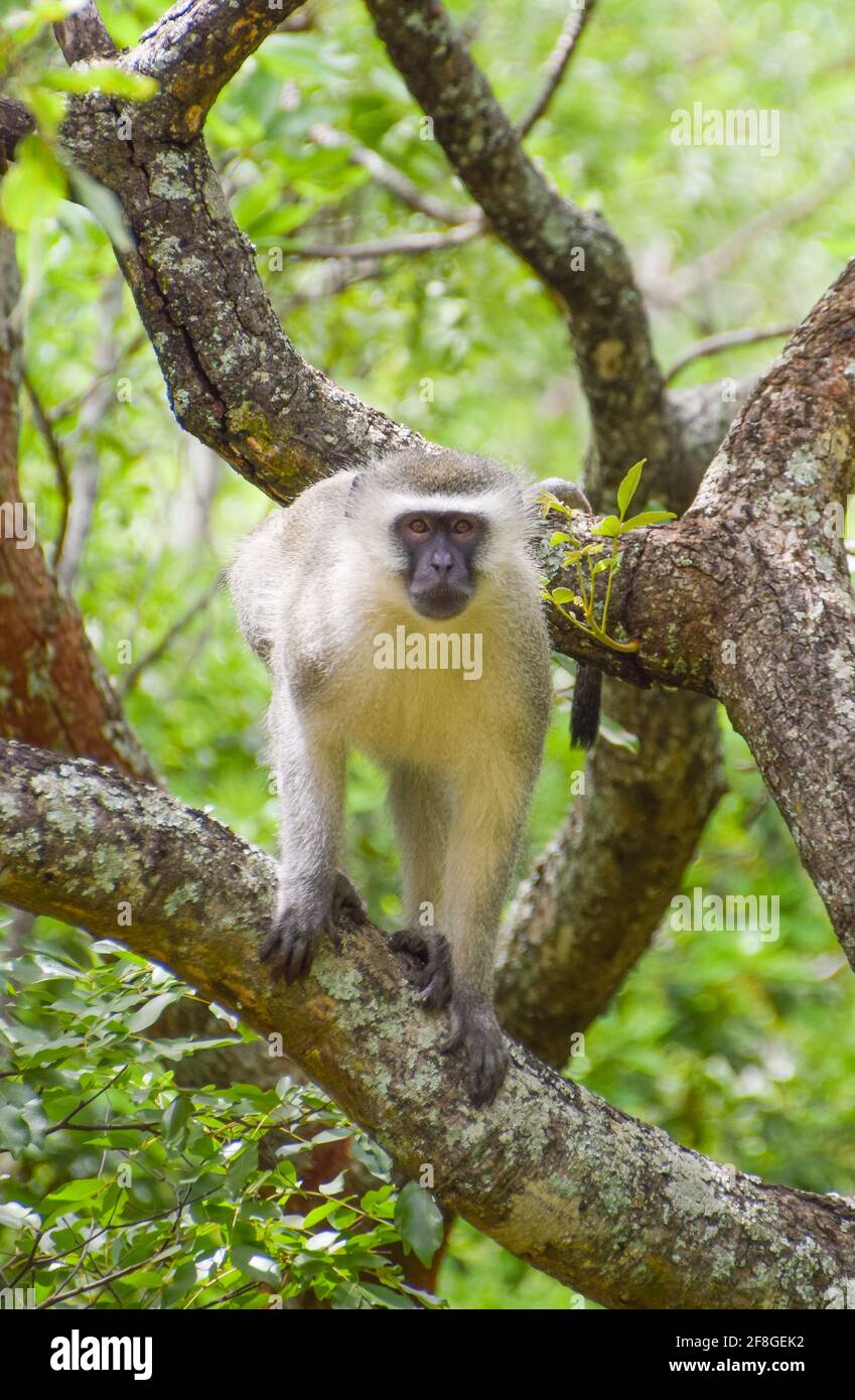 Vervet monkey in harare hi-res stock photography and images - Alamy