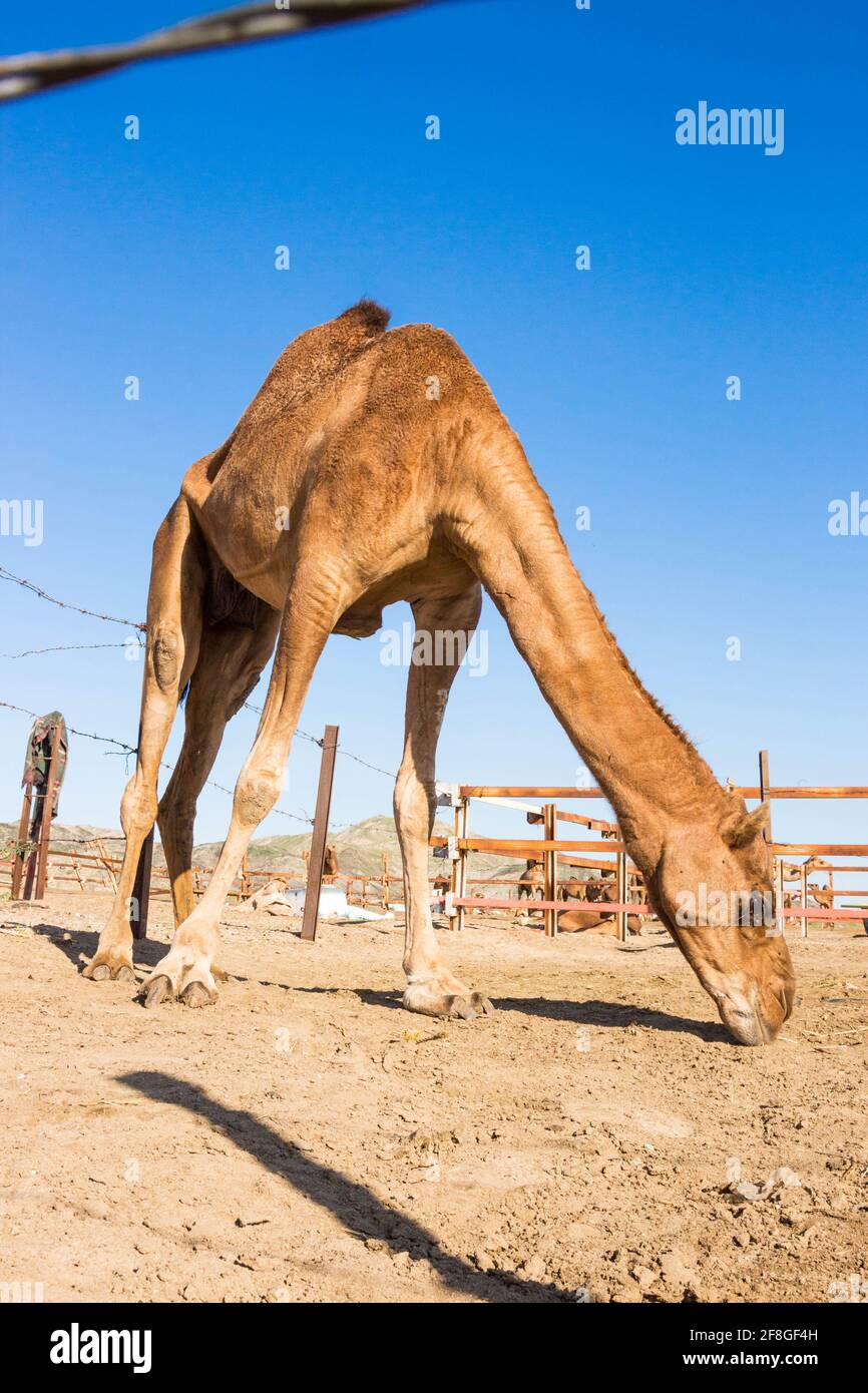 camels feeding in saudi arabian desert Stock Photo - Alamy