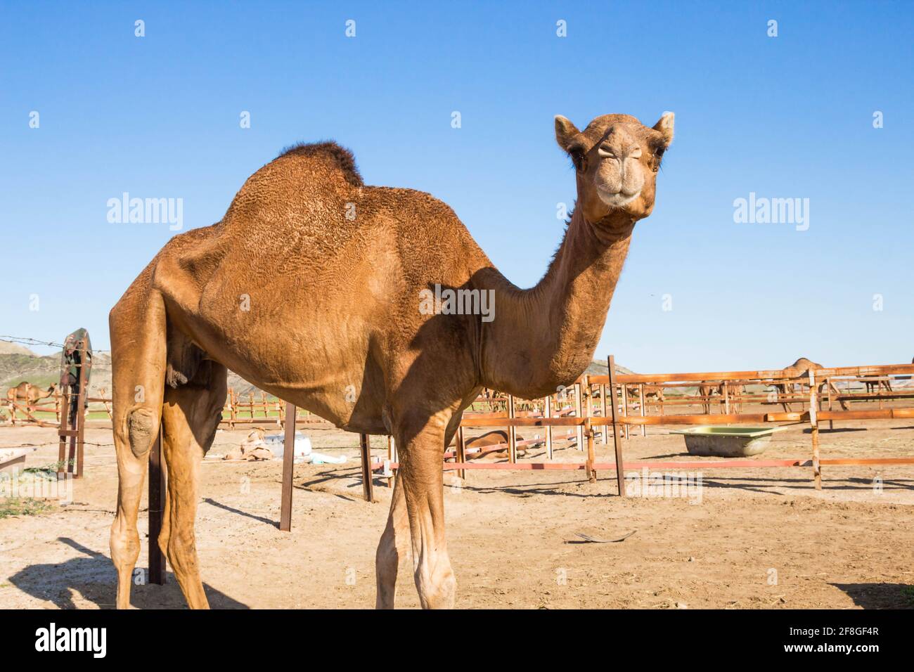 camels feeding in saudi arabian desert Stock Photo - Alamy
