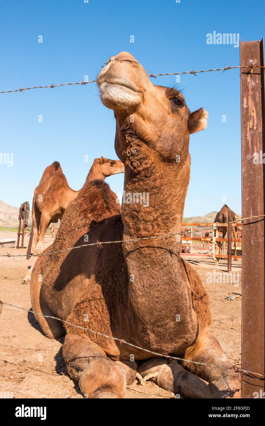 camels feeding in saudi arabian desert Stock Photo - Alamy