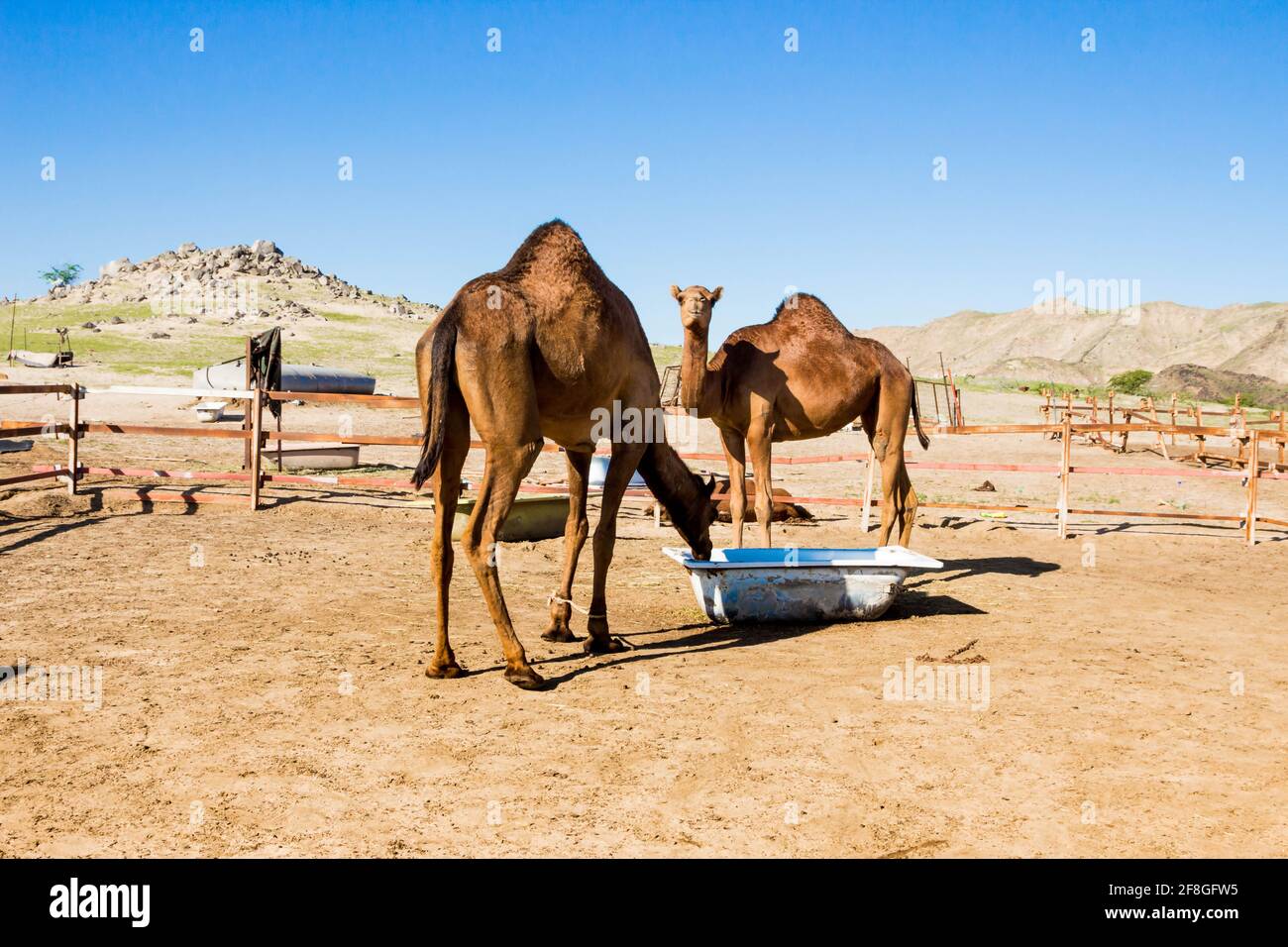 camels feeding in saudi arabian desert Stock Photo - Alamy