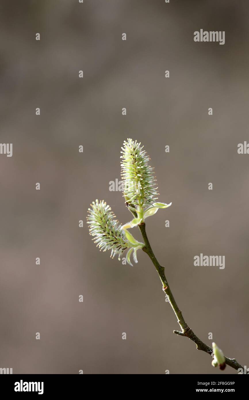 Willow tree england uk hi-res stock photography and images - Alamy