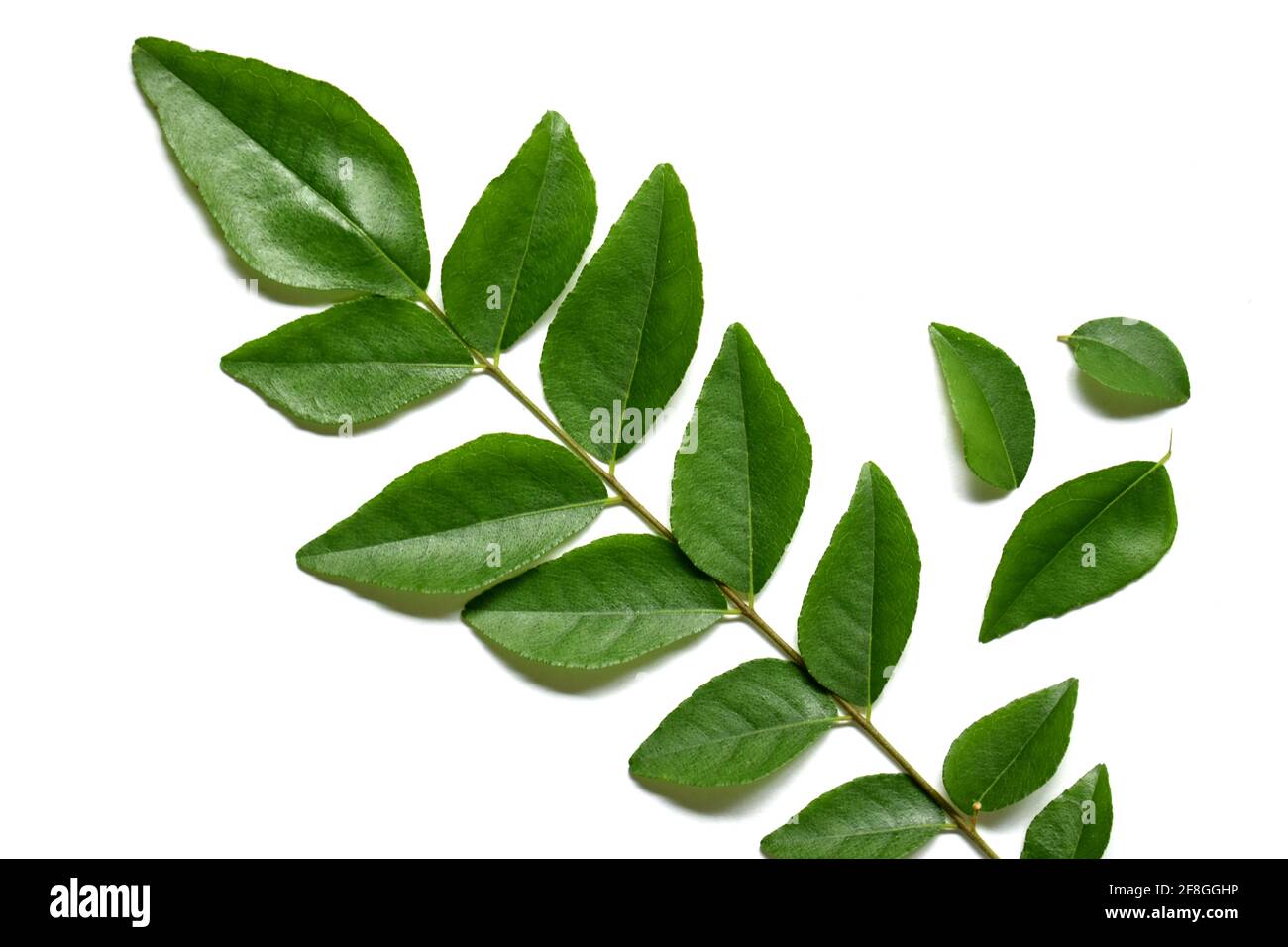 Fresh curry leaves isolated on white background Stock Photo - Alamy