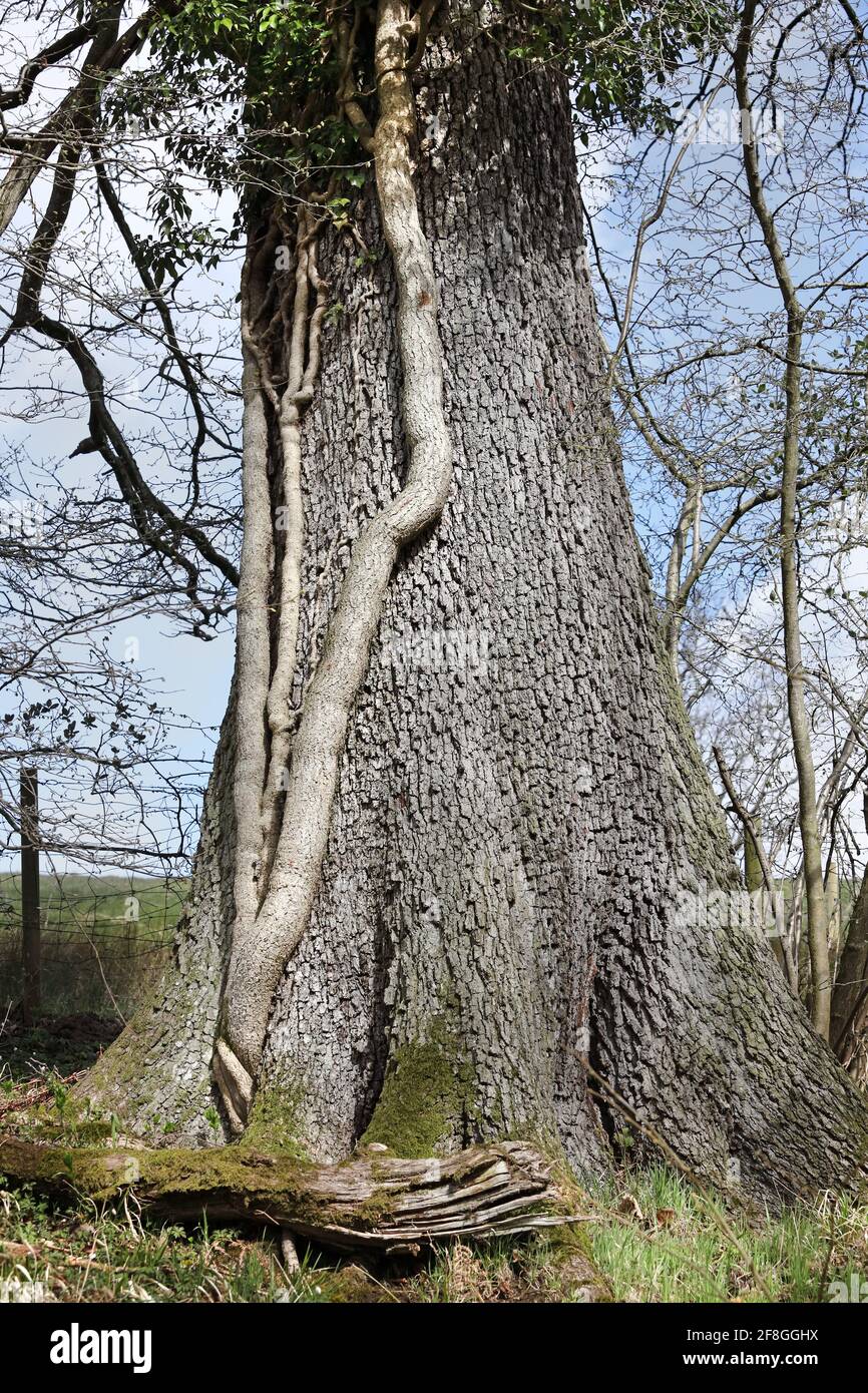 Thick Ivy Stems Growing up an Old Oak Tree, Teesdale, County Durham, UK ...