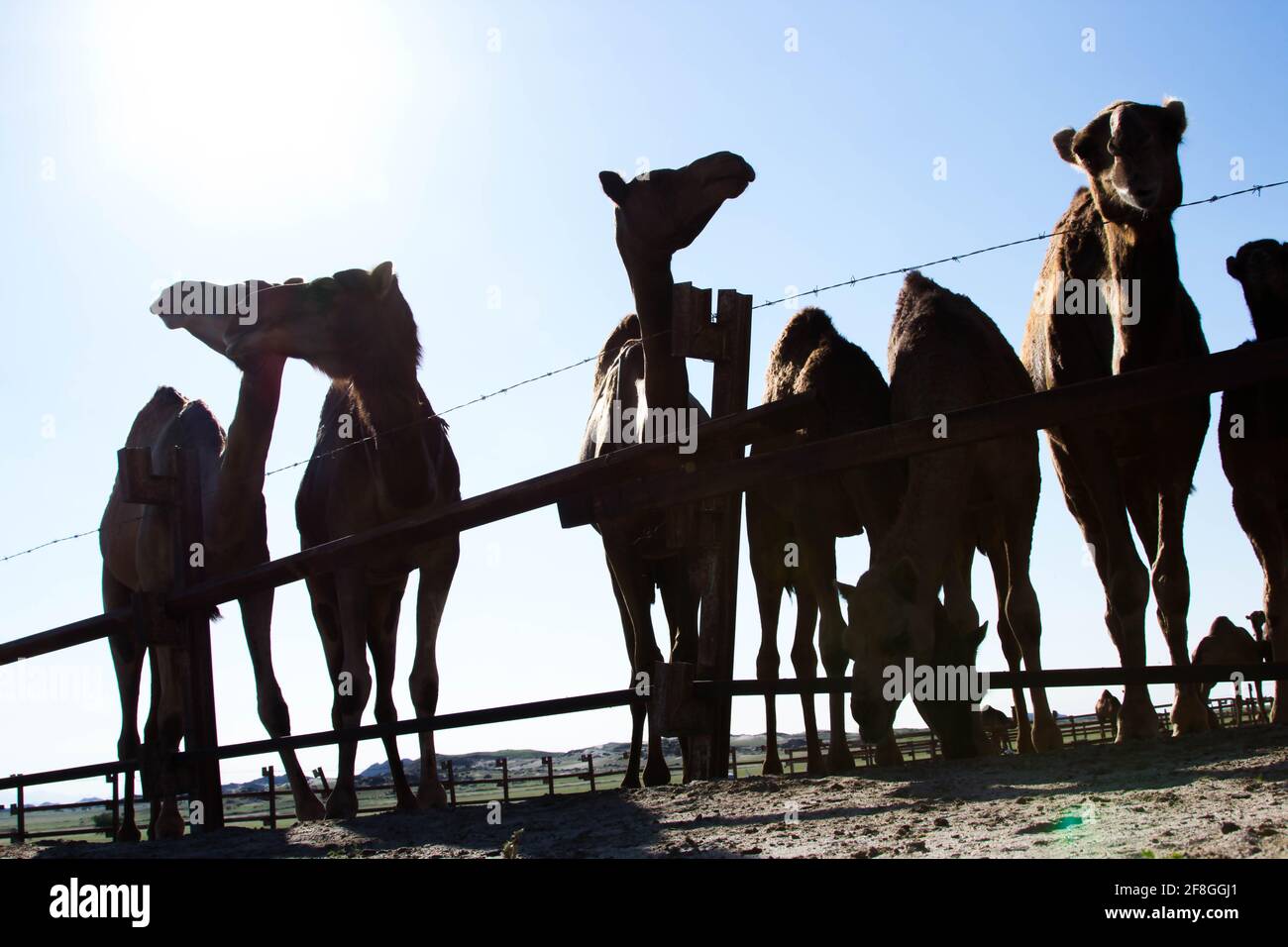 camels feeding in saudi arabian desert Stock Photo - Alamy