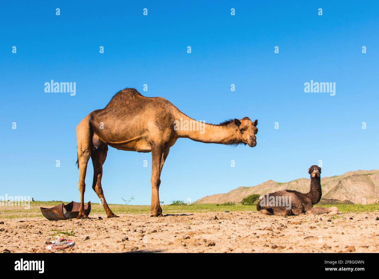 Camel feeding calf in desert Stock Photo - Alamy