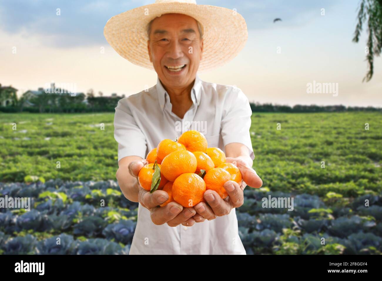 Oranges fruit agriculture china hi-res stock photography and images - Alamy
