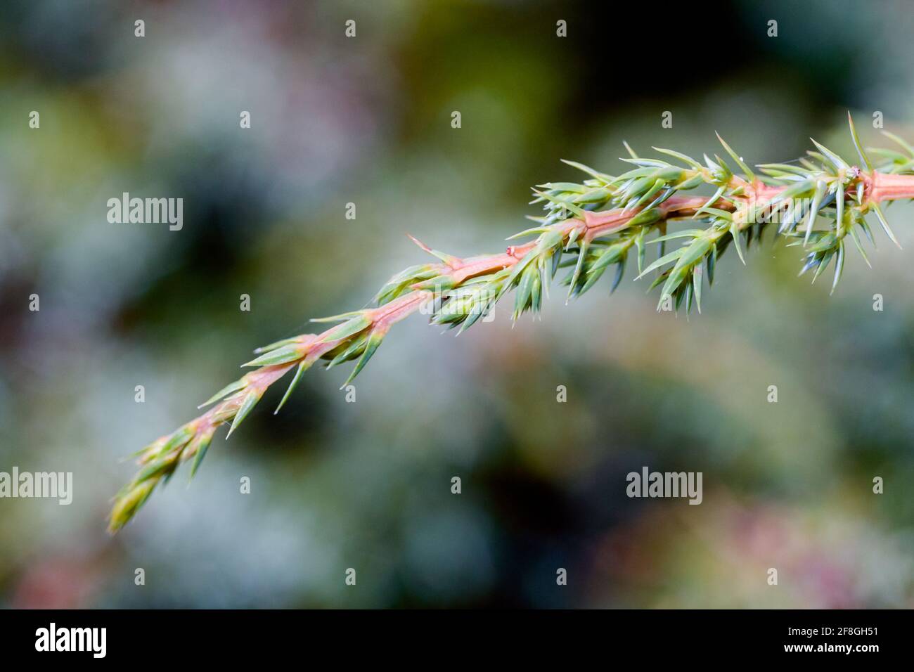 Common Juniper Juniperus communis subsp. communis growing in the ...