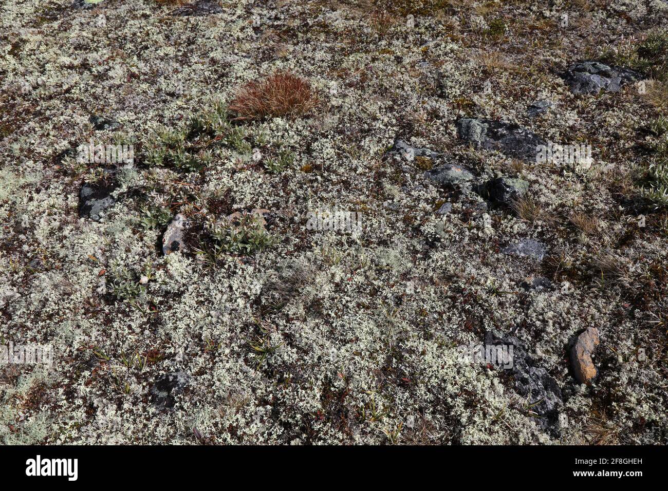 Cladonia rangiferina, known as reindeer lichen. Jotunheimen National ...