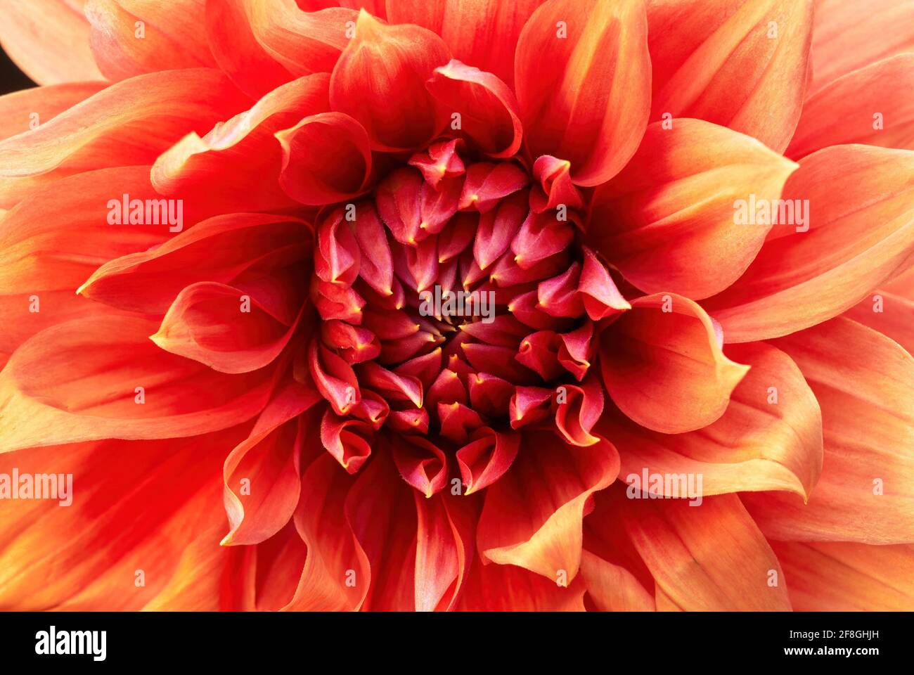Macro shot of red georgina, dahlia flower. Detail of the center and ...
