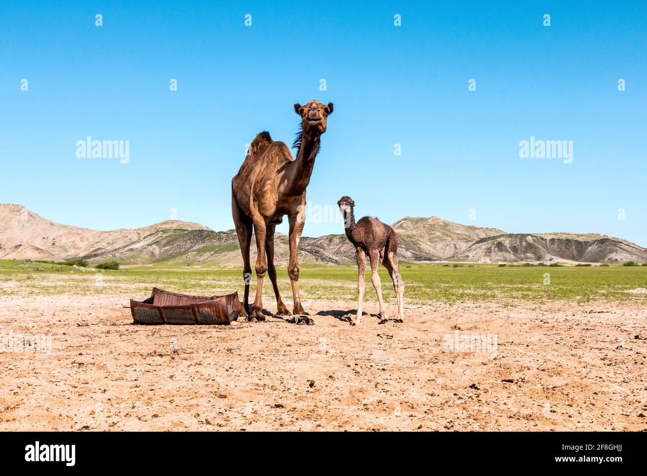Camel feeding calf in desert Stock Photo - Alamy