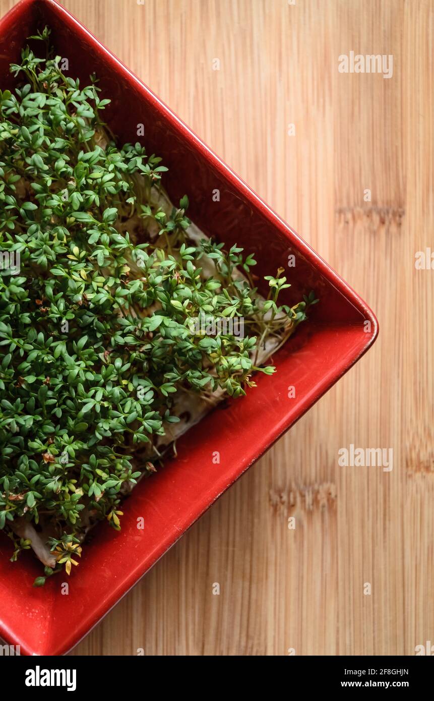 Lepidium sativum hi-res stock photography and images - Alamy