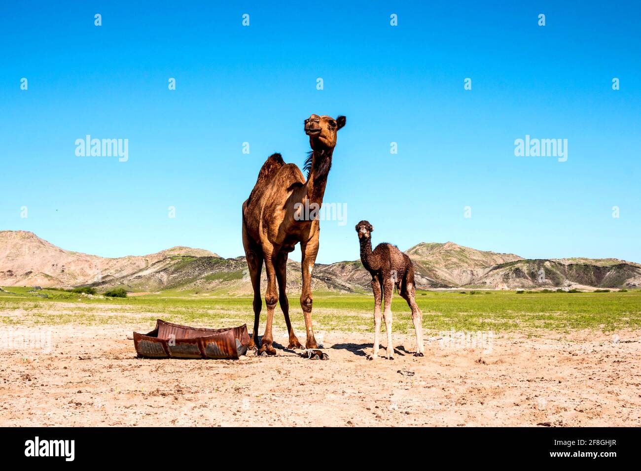 Camel feeding calf in desert Stock Photo - Alamy