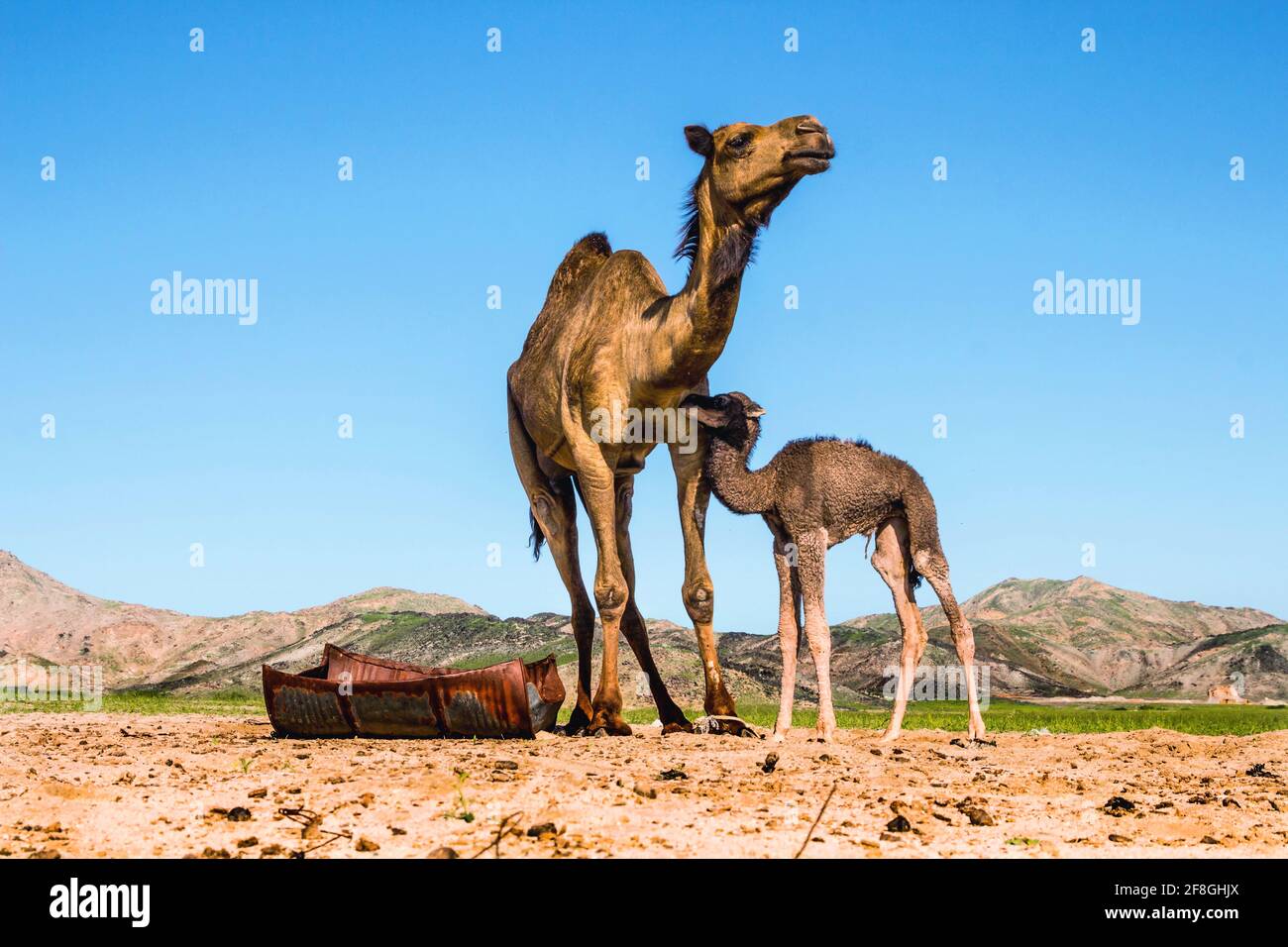 Camel feeding calf in desert Stock Photo - Alamy