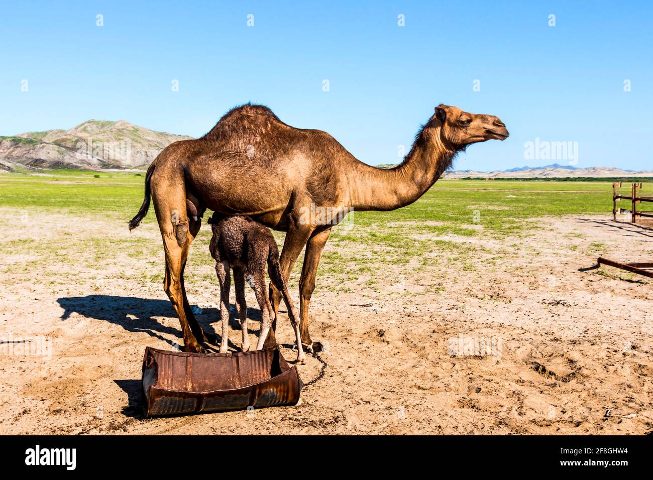 Camel feeding calf in desert Stock Photo - Alamy