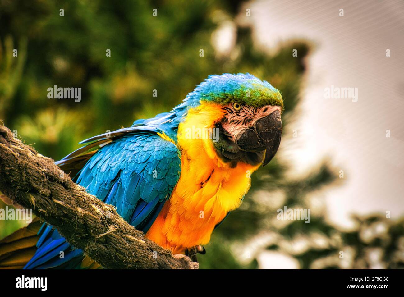 parrot (macaw) portrait. Beautiful colors, an impressive animal Stock ...