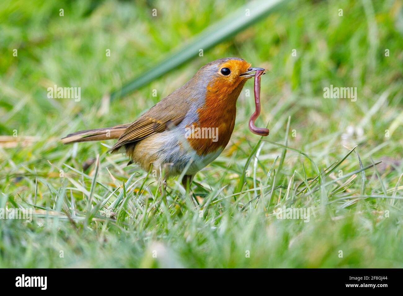 Bird eating worms hi-res stock photography and images - Alamy