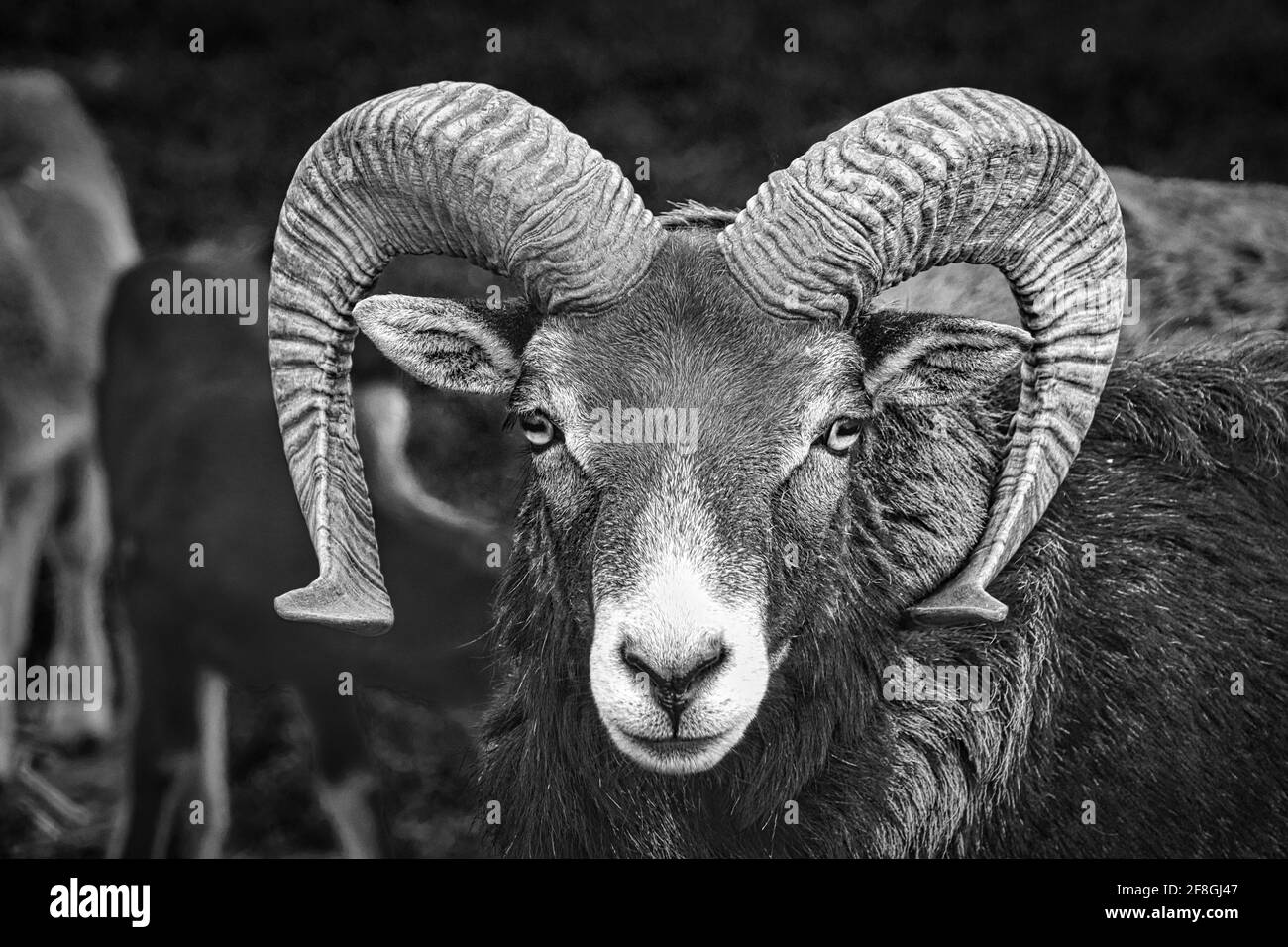 Bighorn ram nature animals mammals horned mountain goat hi-res stock ...