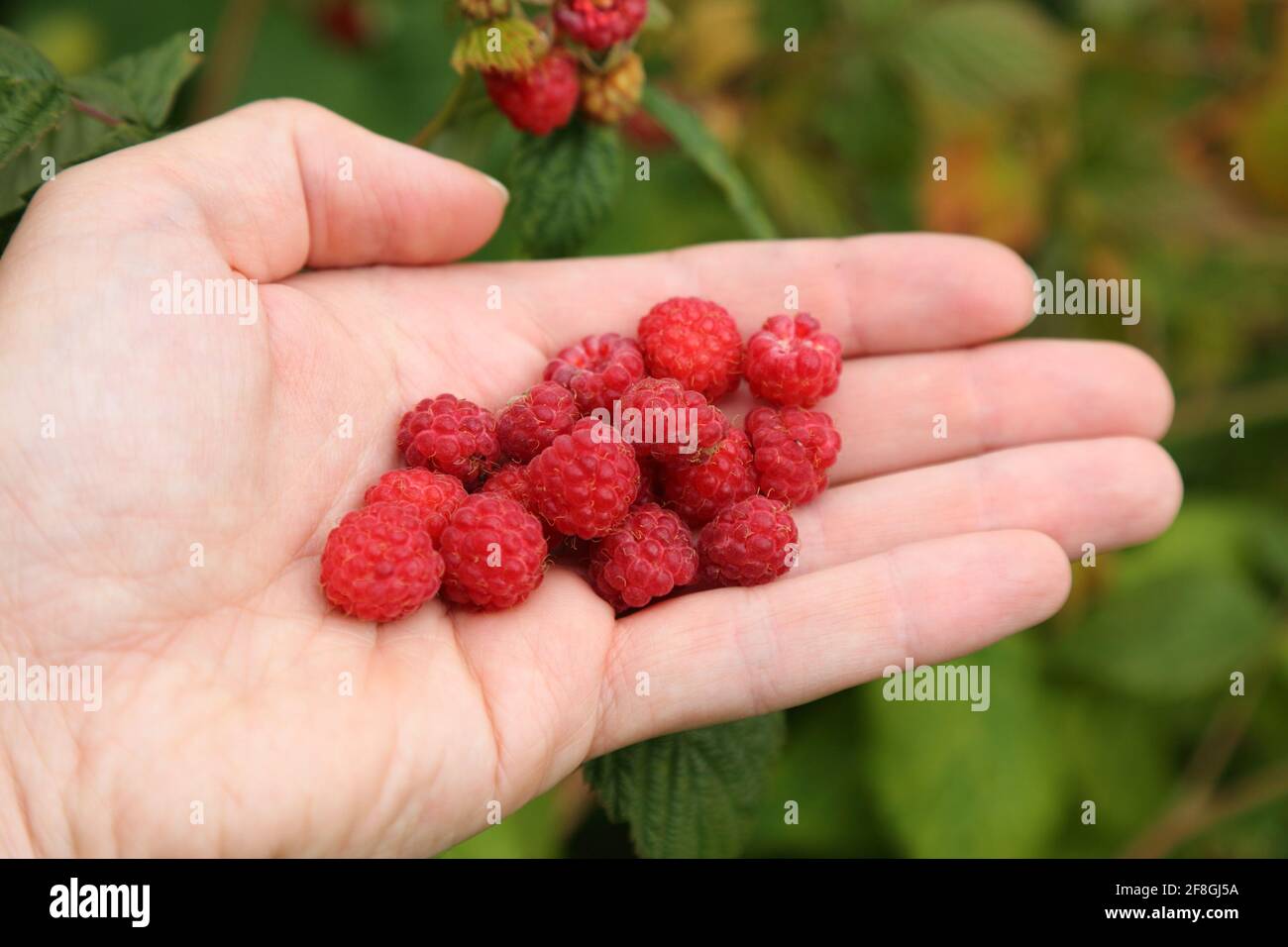 Summer forest berries in Norway. Wild red raspberry handful Stock Photo ...
