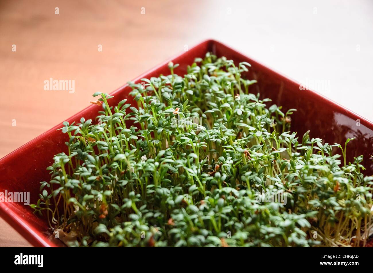 Lepidium sativum hi-res stock photography and images - Alamy